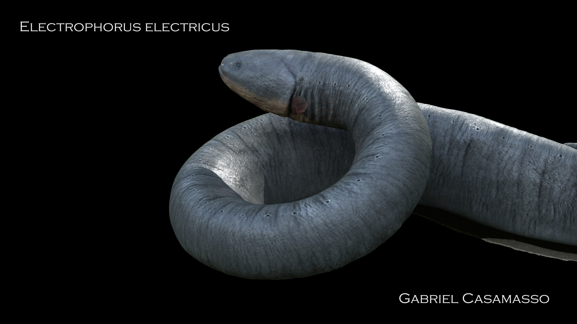 3D Electrophorus Eletric Model - TurboSquid 1337082