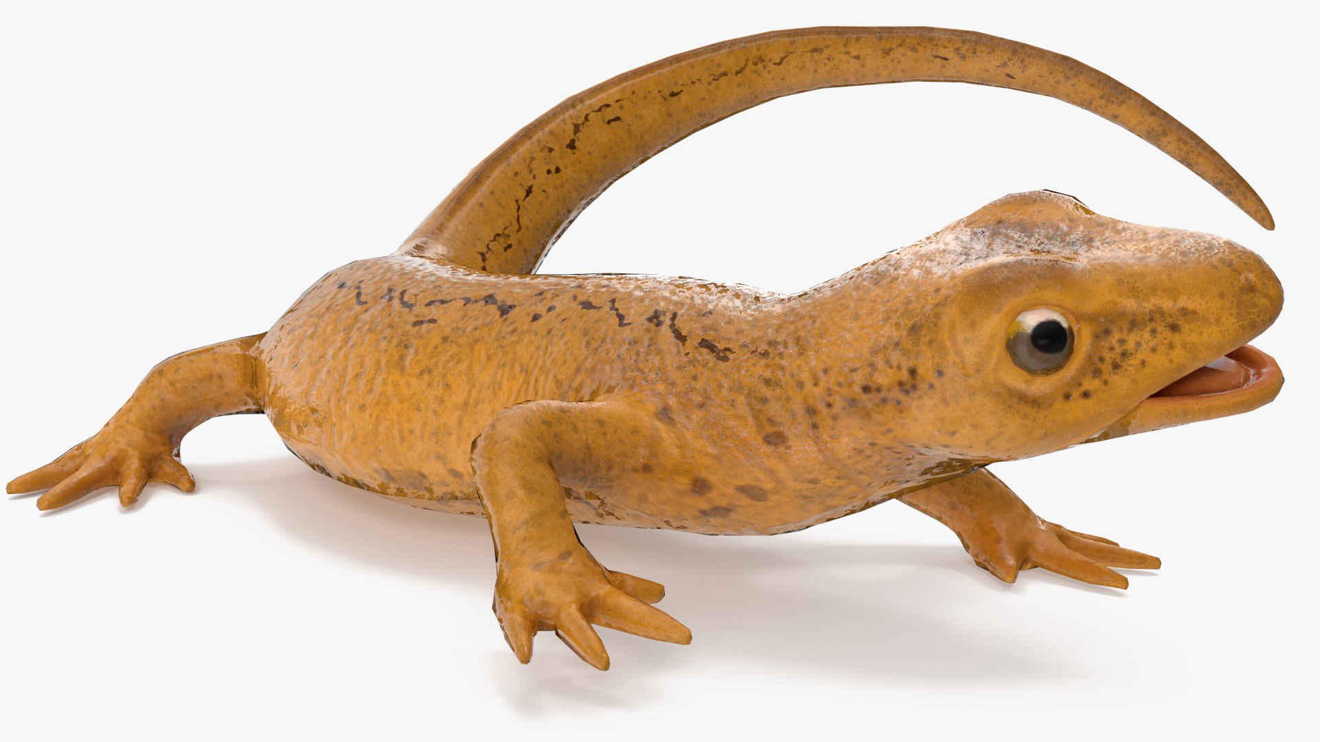 Smooth Newt Rigged 3D - TurboSquid 2144112