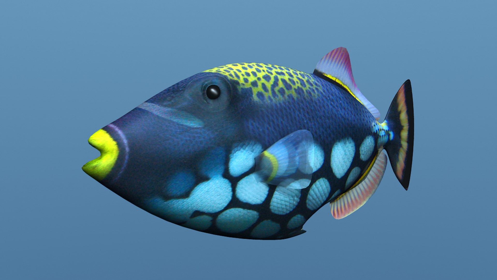 16 Fish Tropical 3d Obj