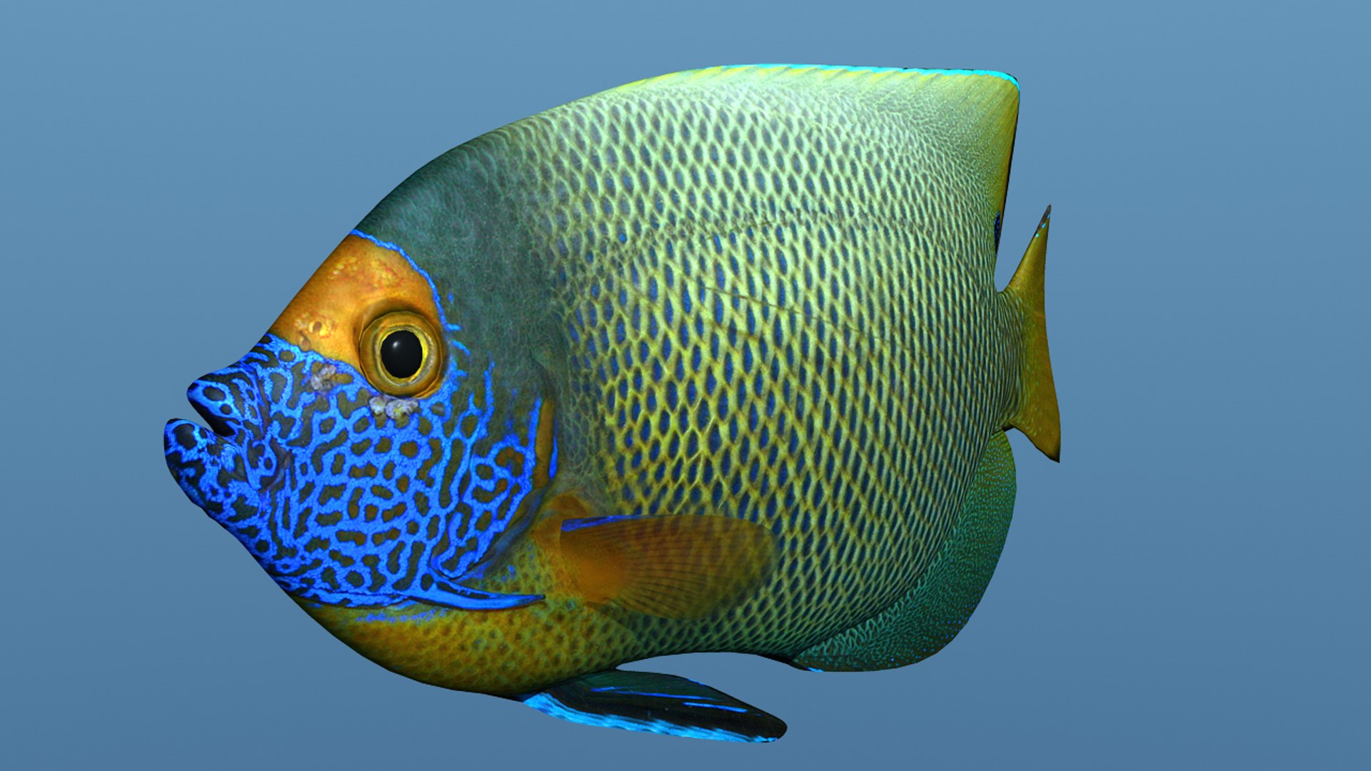 16 Fish Tropical 3d Obj