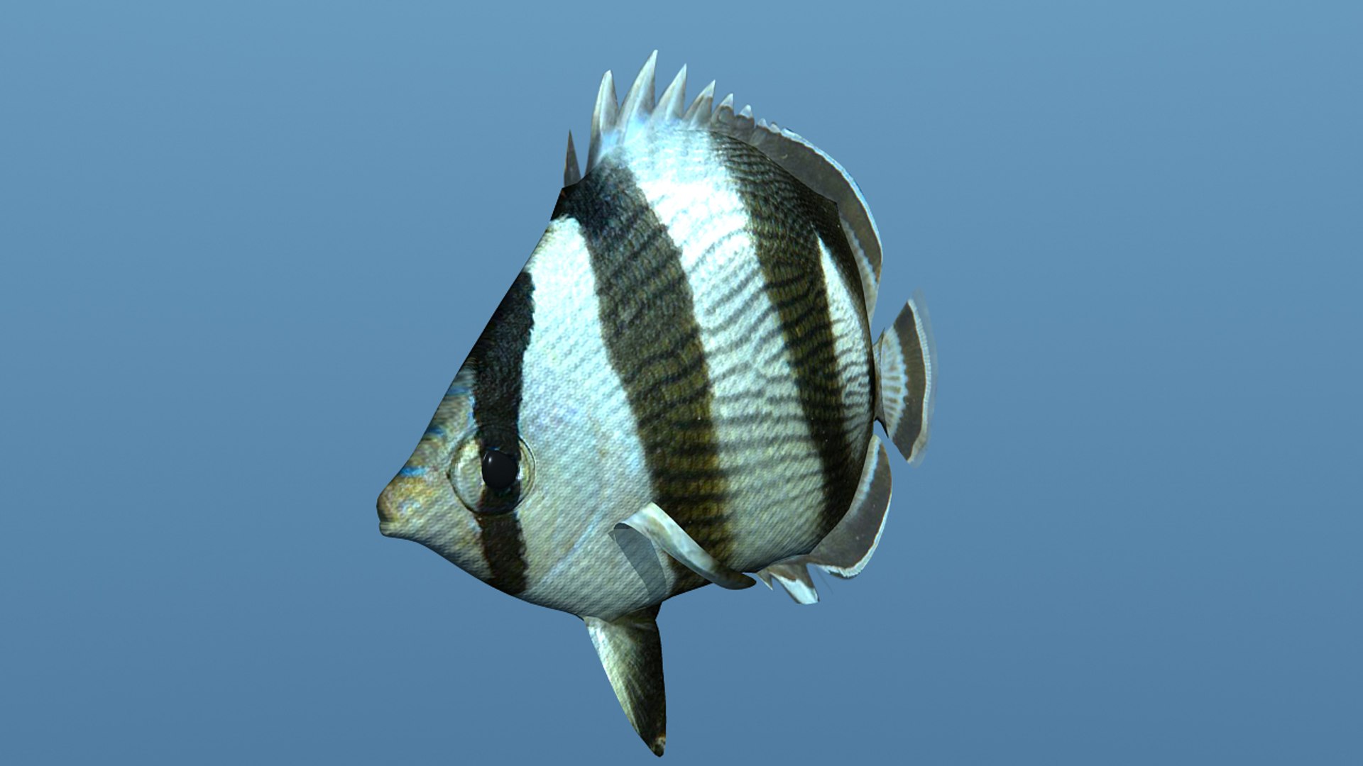 16 Fish Tropical 3d Obj