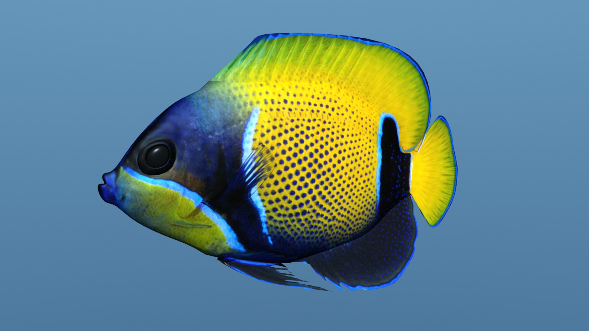 16 Fish Tropical 3d Obj