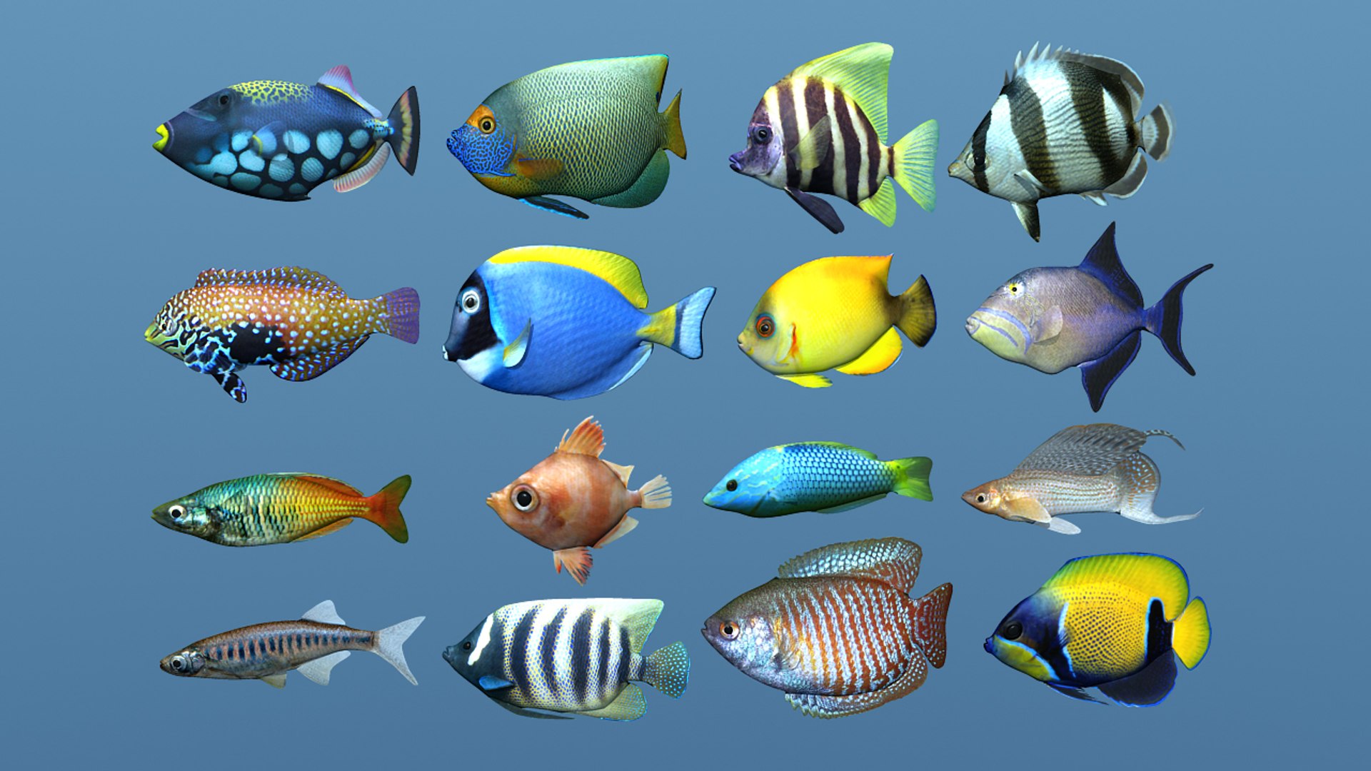 16 Fish Tropical 3d Obj