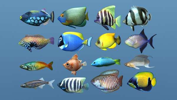 tropical fish 3d model