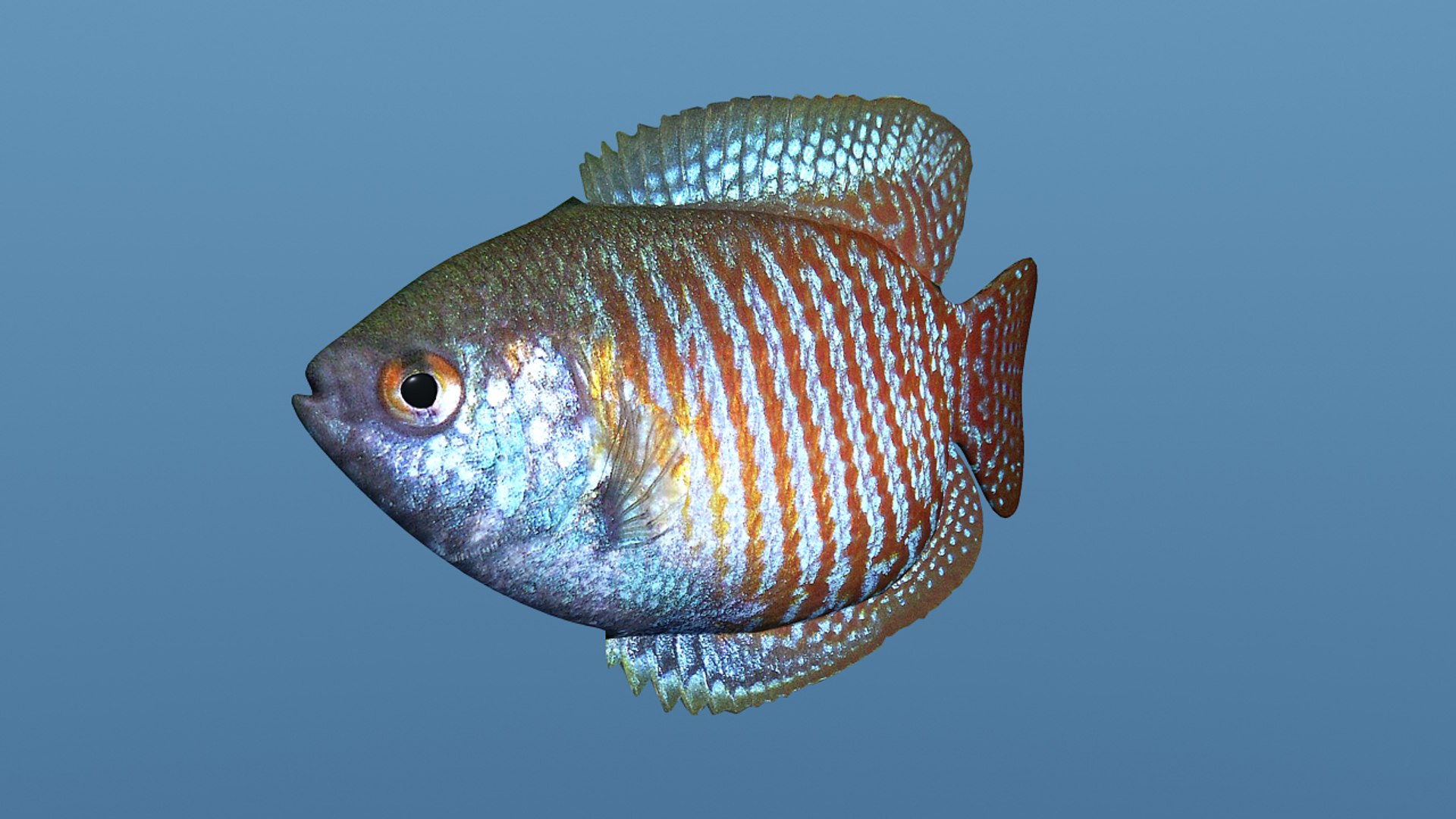 16 Fish Tropical 3d Obj