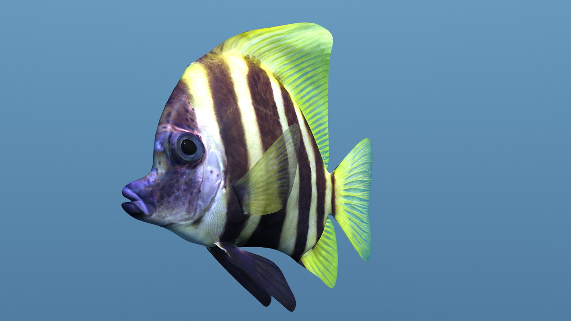 16 Fish Tropical 3d Obj