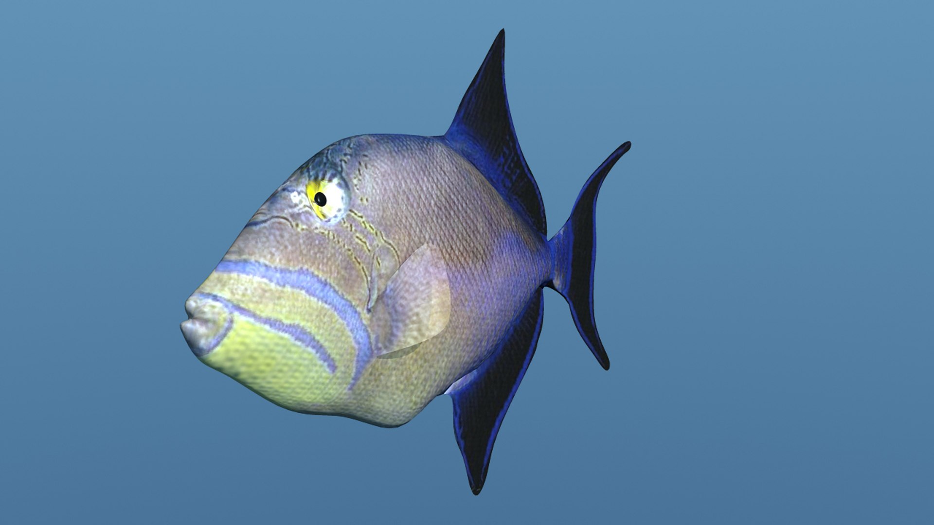 16 Fish Tropical 3d Obj