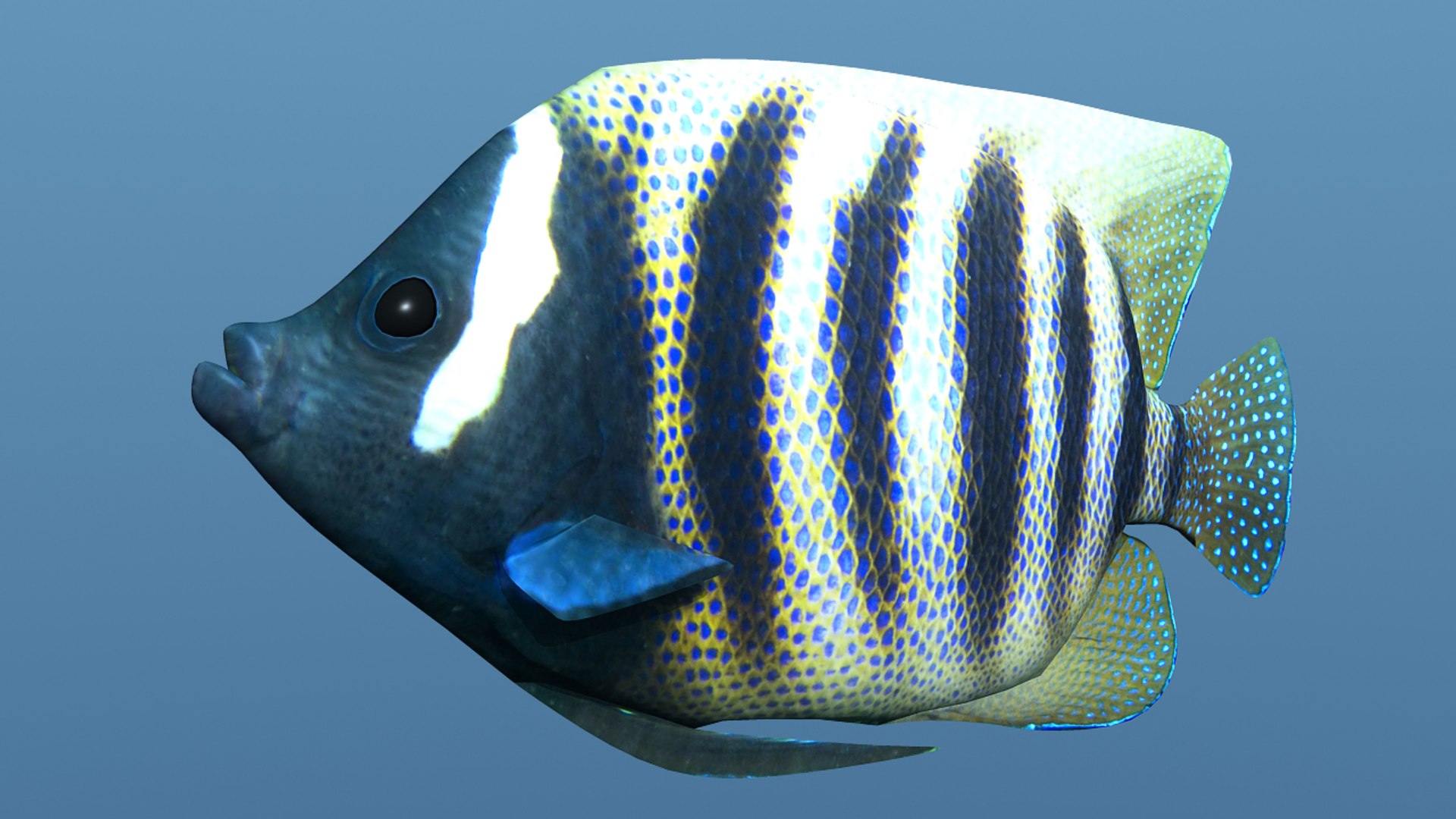 16 Fish Tropical 3d Obj