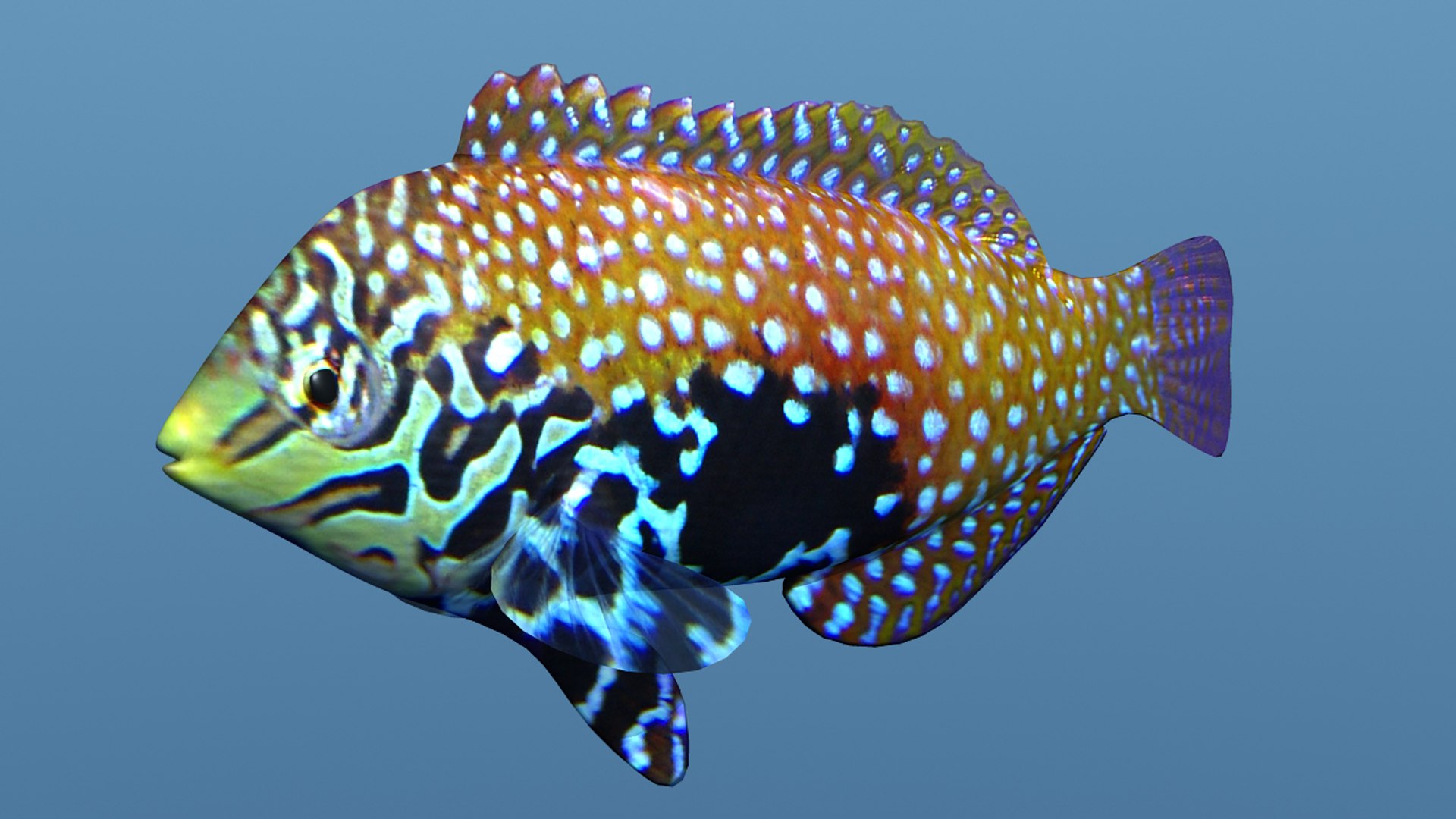 16 Fish Tropical 3d Obj