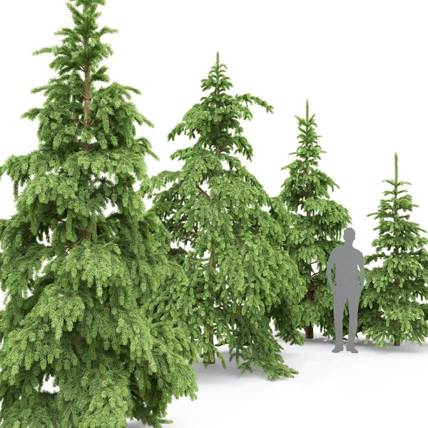 3D spruce tree nature - TurboSquid 1673418