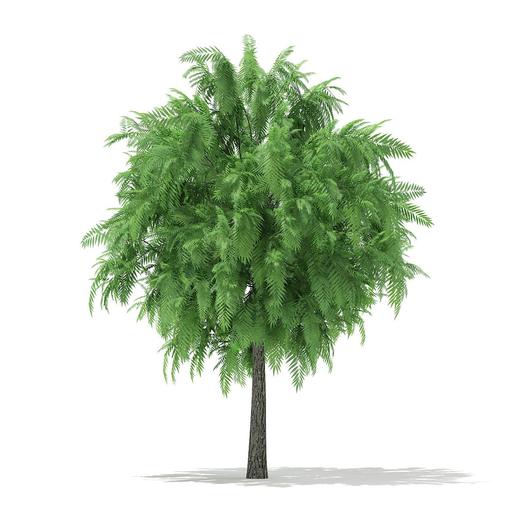 white willow tree salix 3d model