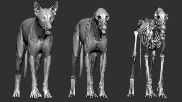 Wolf VFX MUSCLE SIMULATION wih Facial Expression model - TurboSquid 1909050