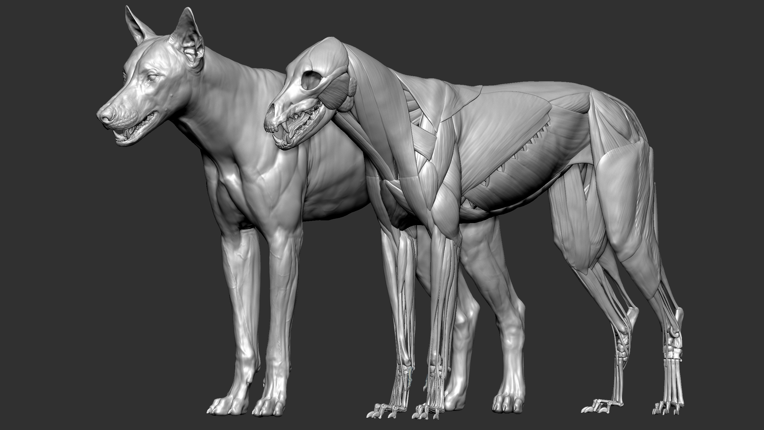 Wolf VFX MUSCLE SIMULATION wih Facial Expression model - TurboSquid 1909050