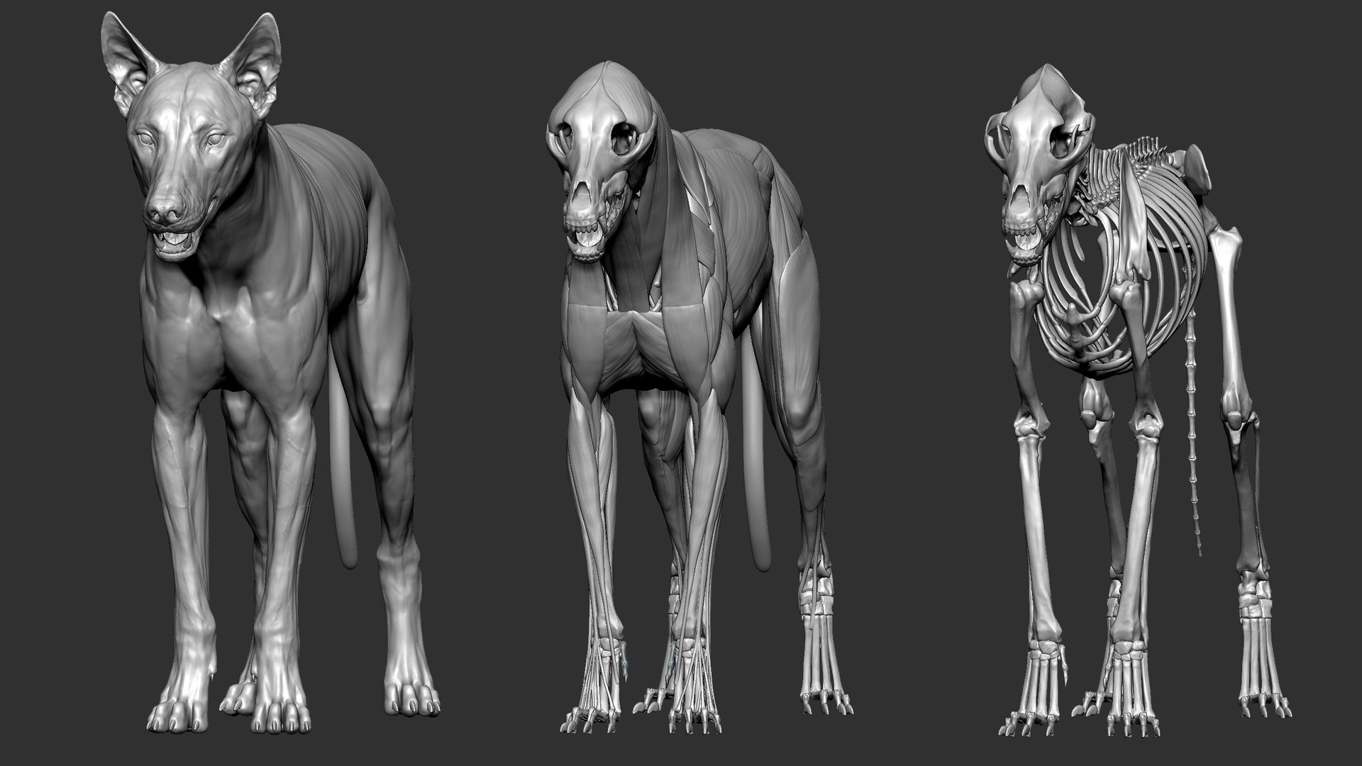 Wolf VFX MUSCLE SIMULATION wih Facial Expression model - TurboSquid 1909050