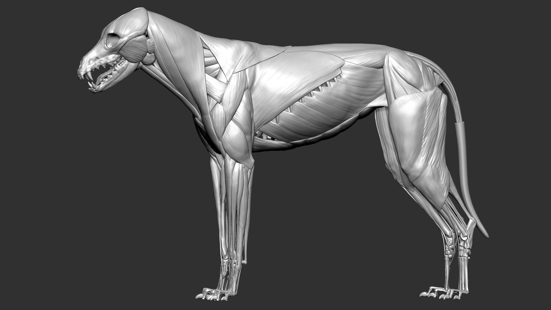 Wolf VFX MUSCLE SIMULATION wih Facial Expression model - TurboSquid 1909050