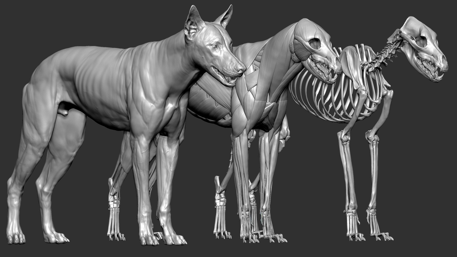 Wolf VFX MUSCLE SIMULATION wih Facial Expression model - TurboSquid 1909050