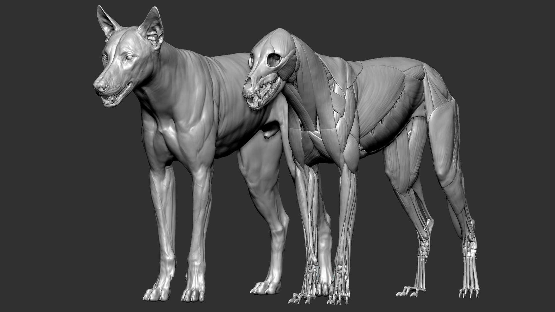 Wolf VFX MUSCLE SIMULATION wih Facial Expression model - TurboSquid 1909050