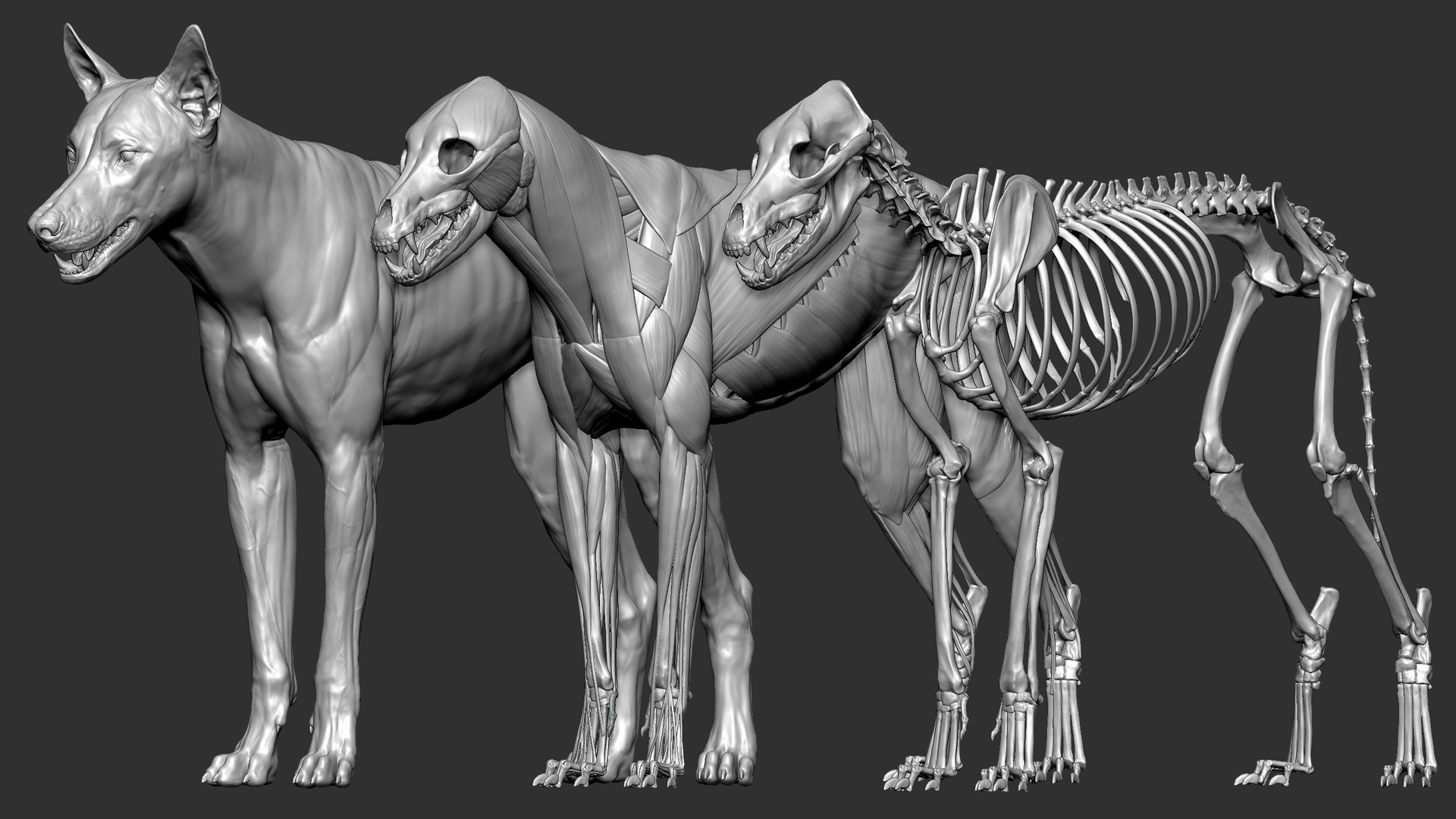 Wolf VFX MUSCLE SIMULATION wih Facial Expression model - TurboSquid 1909050