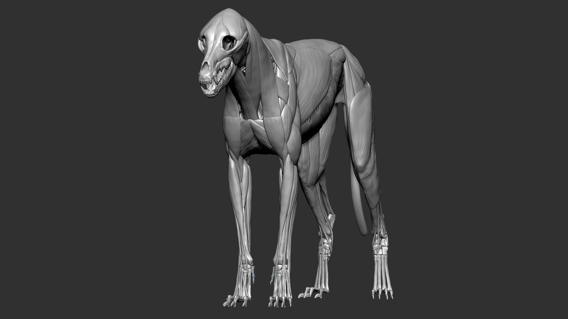 Wolf VFX MUSCLE SIMULATION wih Facial Expression model - TurboSquid 1909050