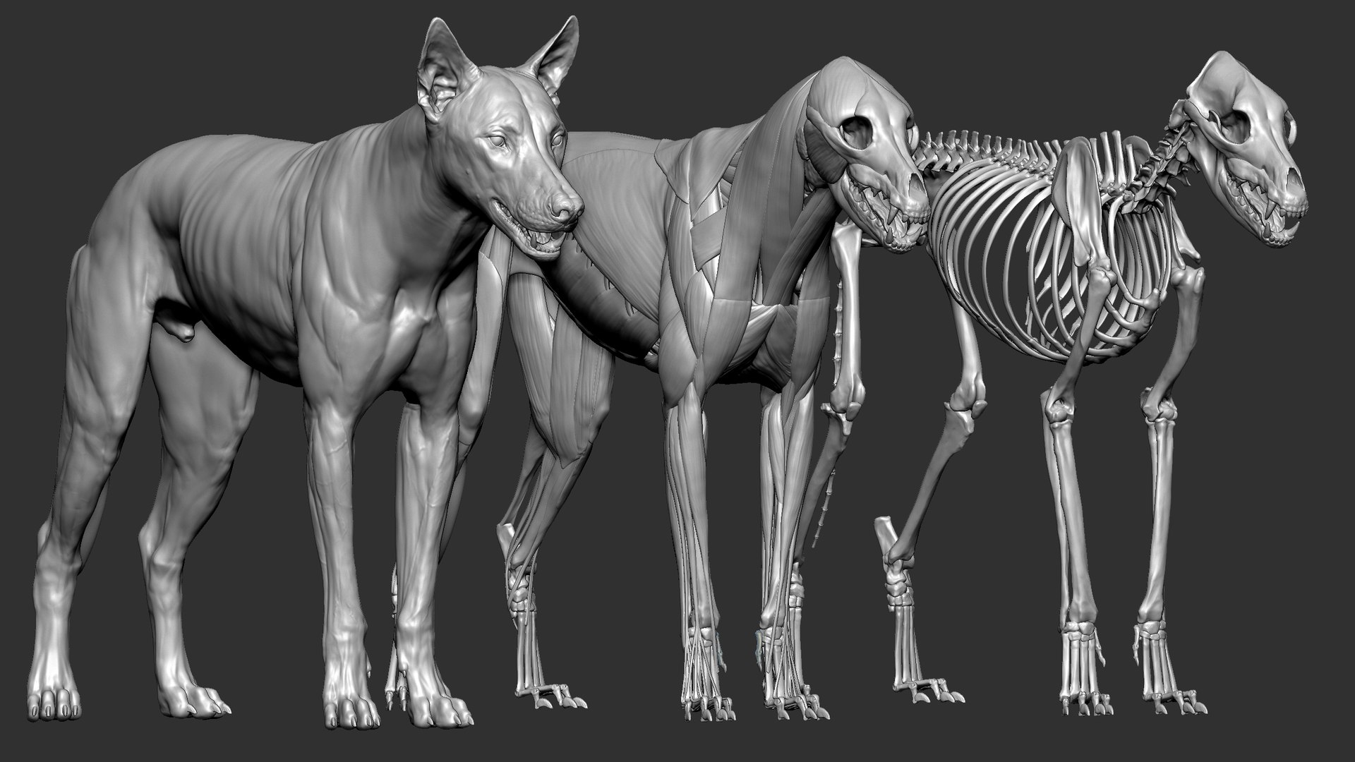 Wolf VFX MUSCLE SIMULATION wih Facial Expression model - TurboSquid 1909050