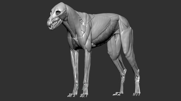 Wolf VFX MUSCLE SIMULATION wih Facial Expression model - TurboSquid 1909050