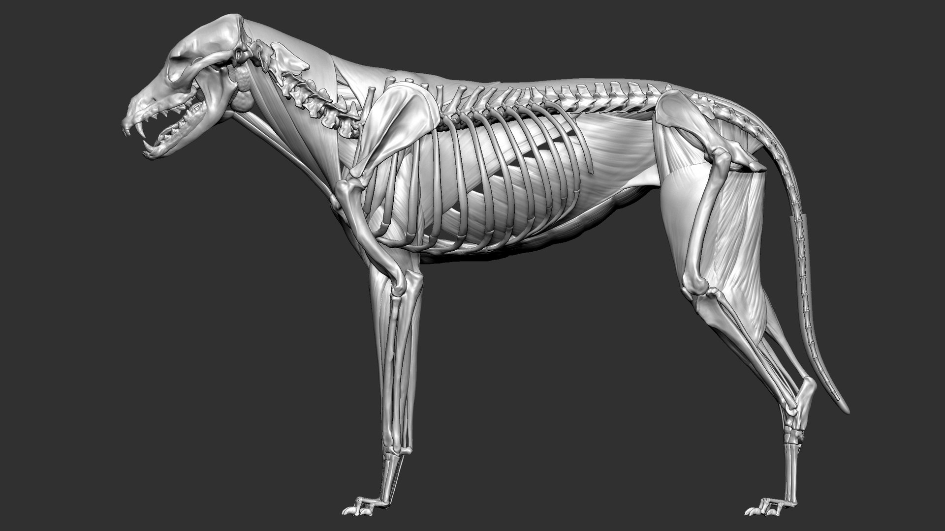 Wolf VFX MUSCLE SIMULATION wih Facial Expression model - TurboSquid 1909050