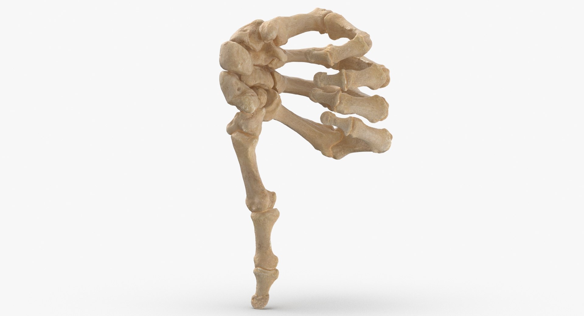 Human Hand Bones Dislike Sign White And Yellow Collection 01 - 2 Models ...