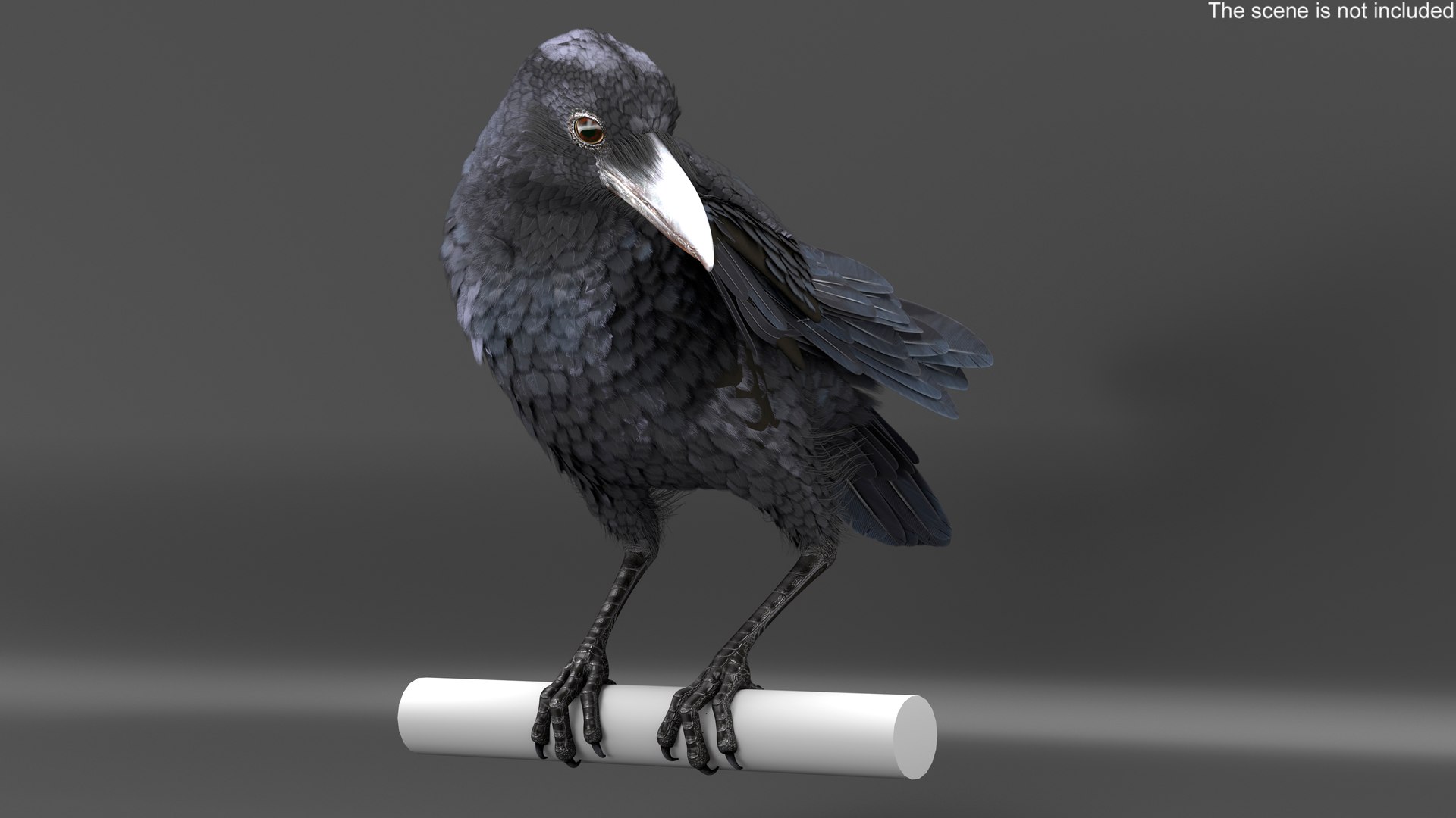 3D Raven Animated Takeoff Rigged Model - TurboSquid 2385189