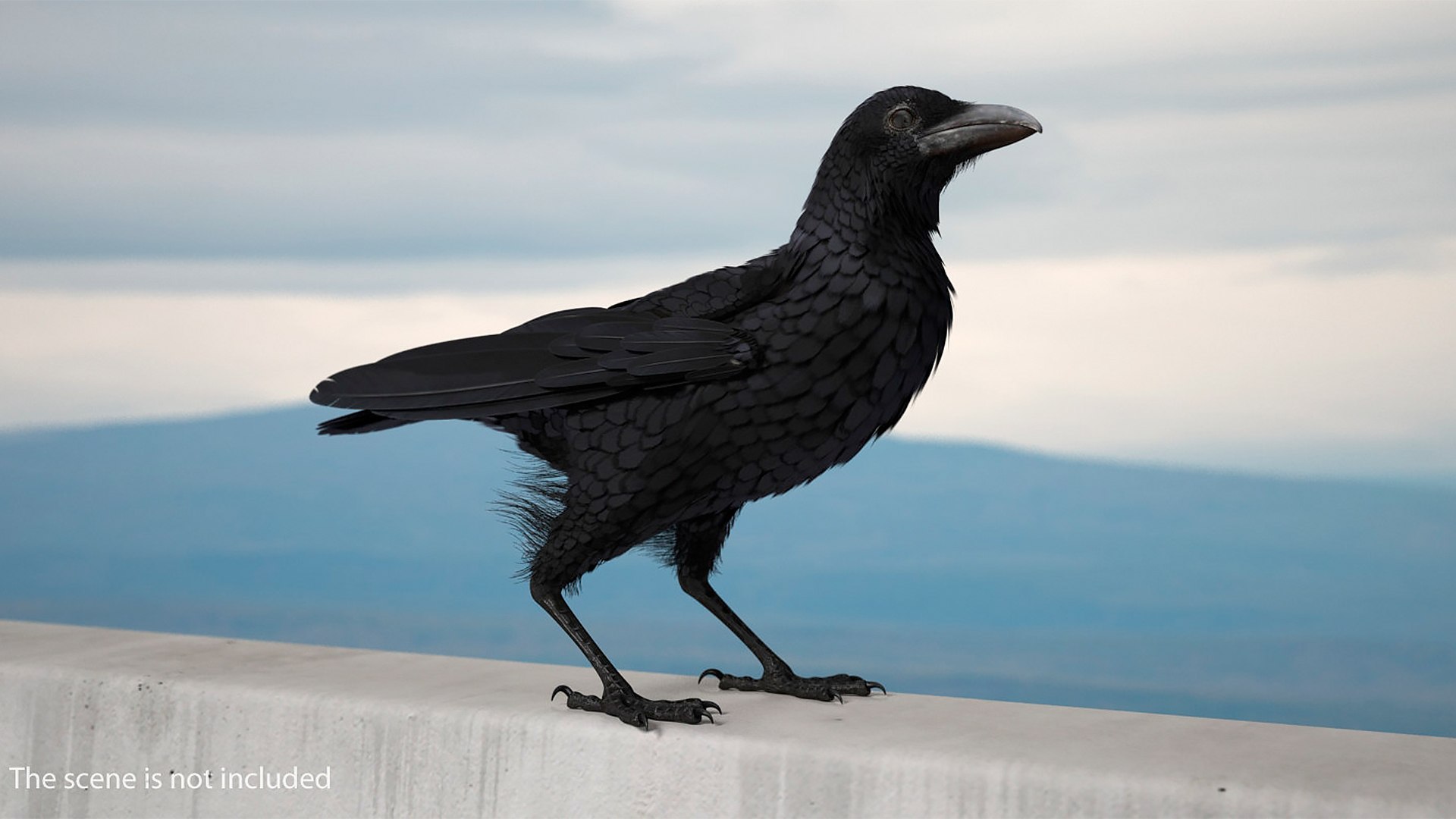 3D Raven Animated Takeoff Rigged Model - TurboSquid 2385189