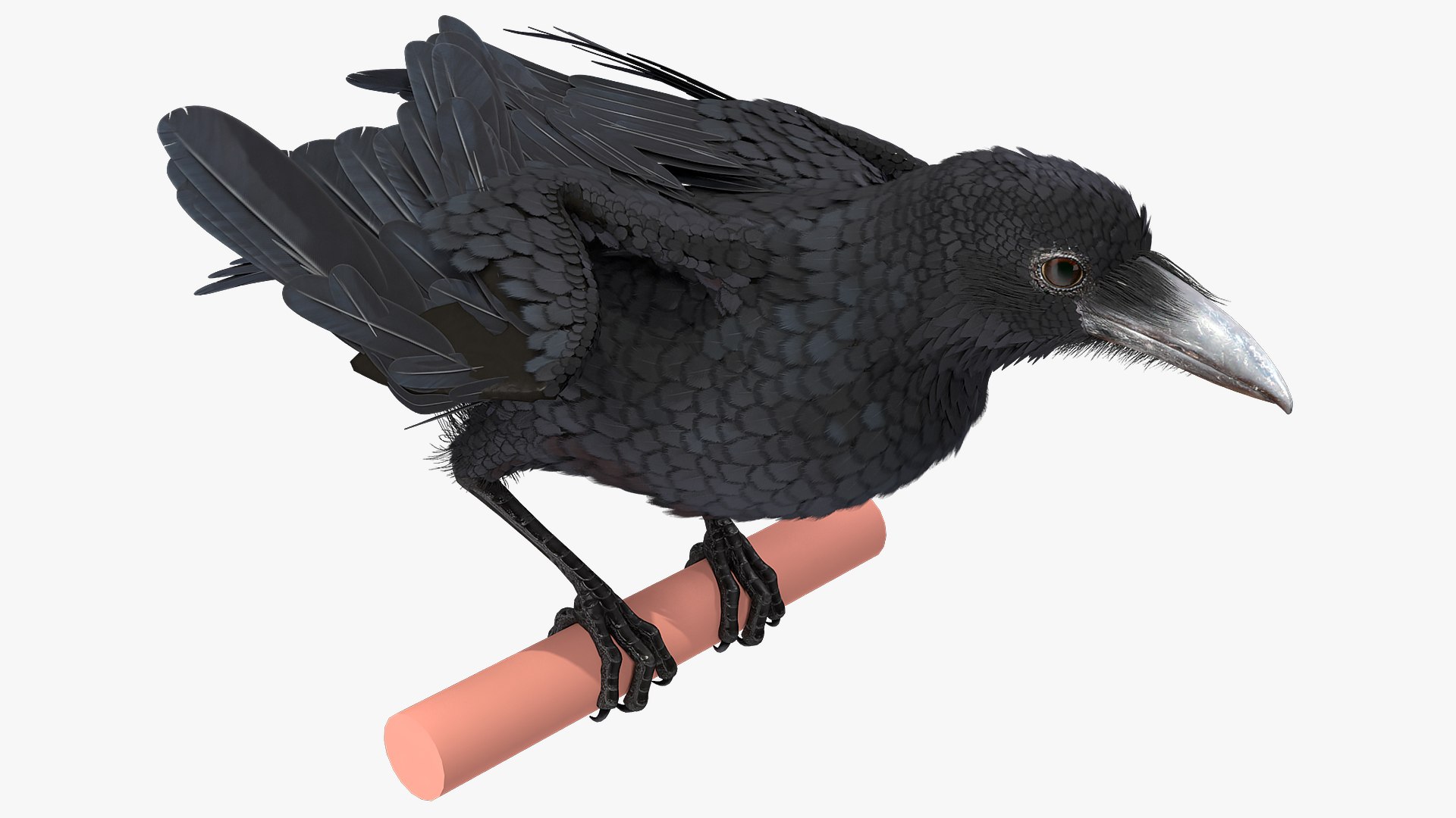 3D Raven Animated Takeoff Rigged Model - TurboSquid 2385189