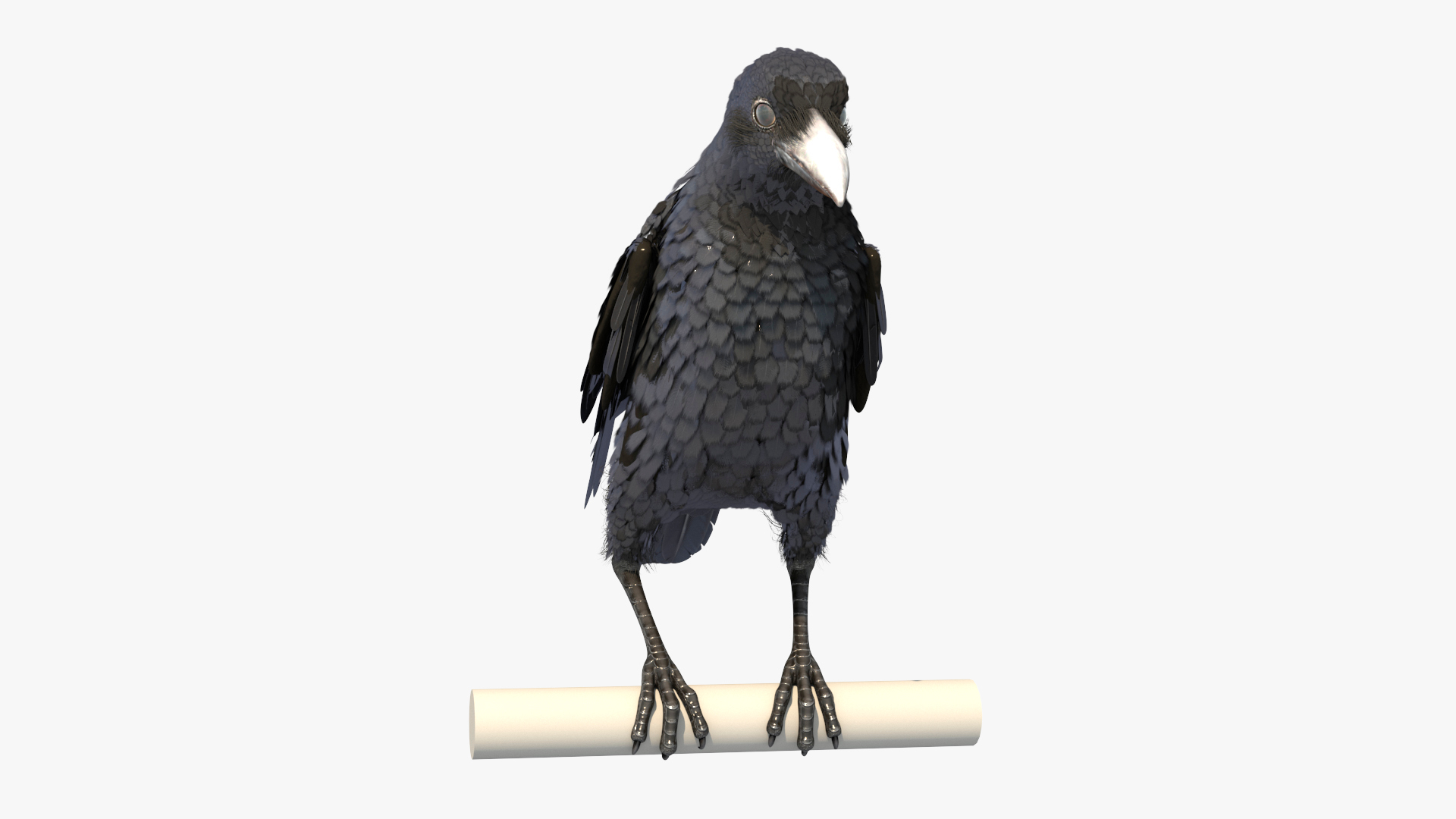 3D Raven Animated Takeoff Rigged Model - TurboSquid 2385189