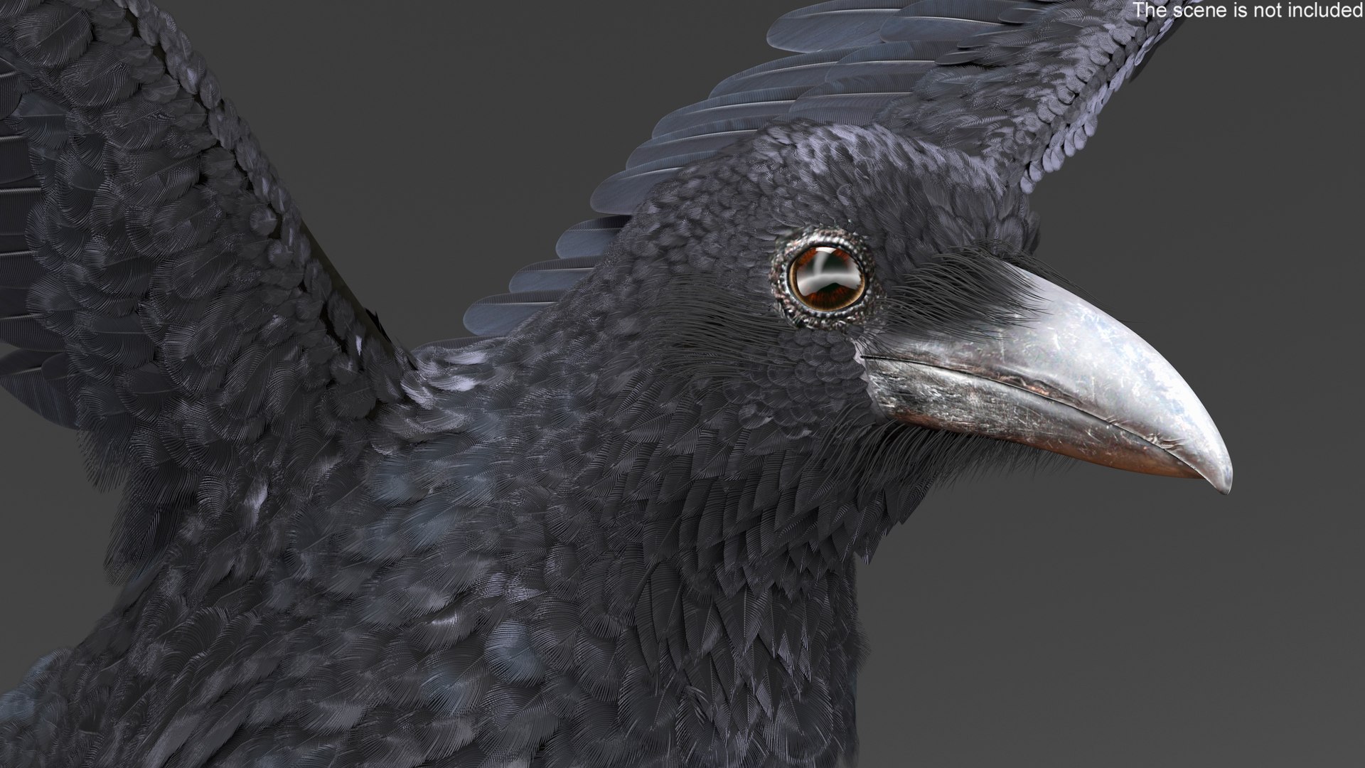 3D Raven Animated Takeoff Rigged Model - TurboSquid 2385189