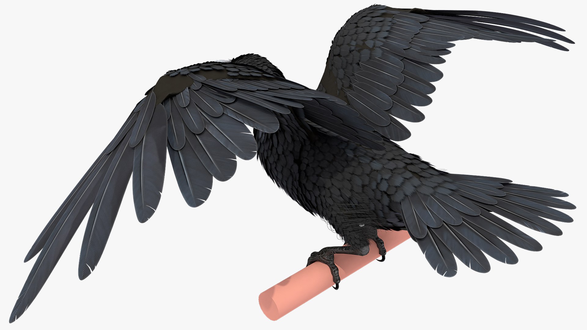 3D Raven Animated Takeoff Rigged Model - TurboSquid 2385189