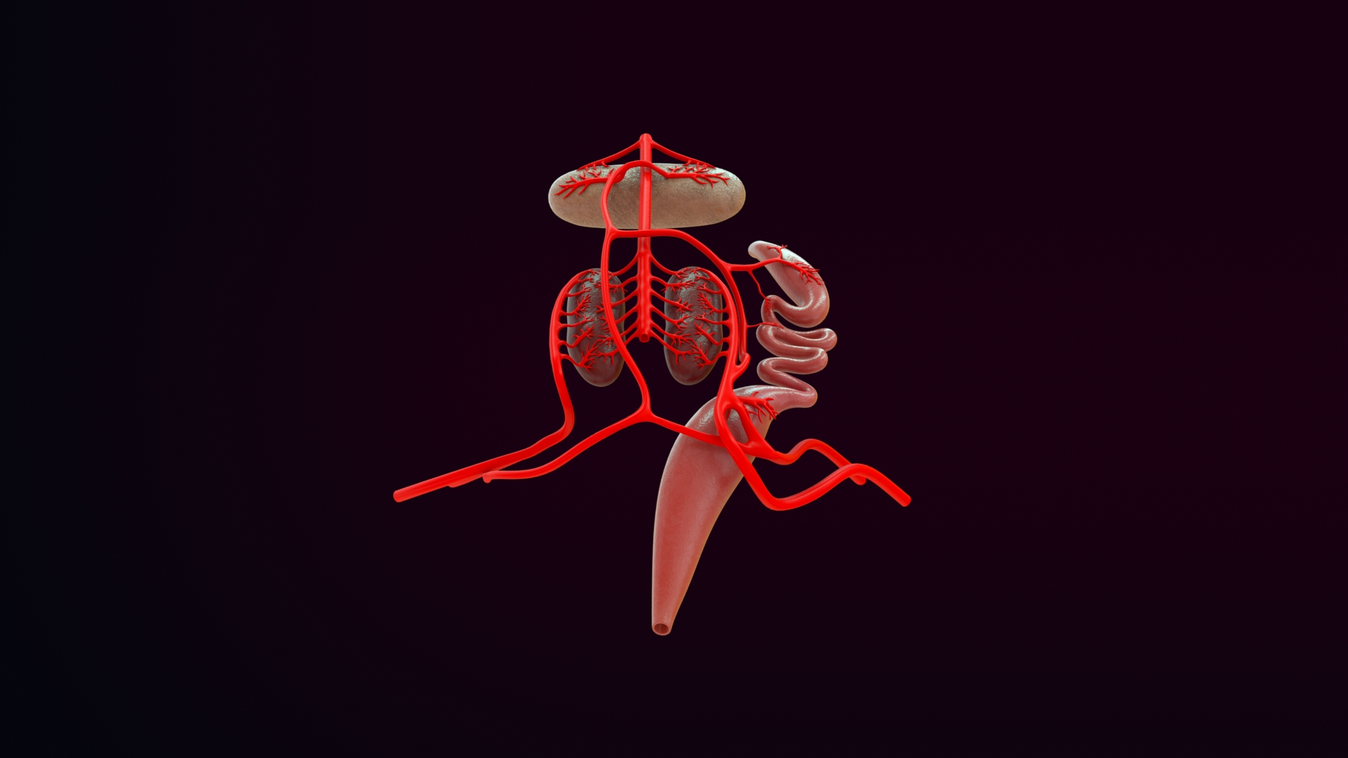 3D Renal Portal System In Frog - TurboSquid 2186723