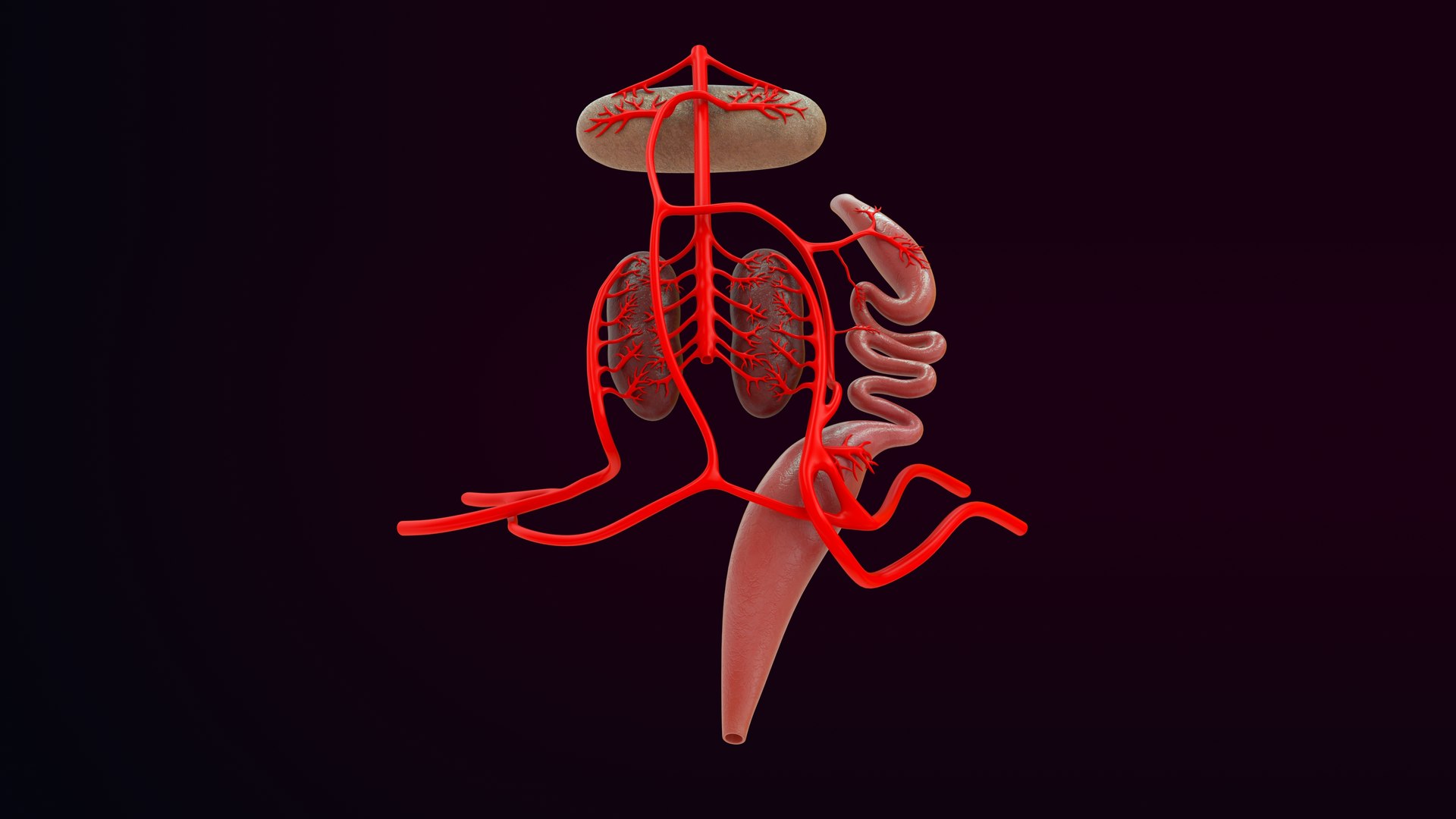 3D Renal Portal System In Frog - TurboSquid 2186723