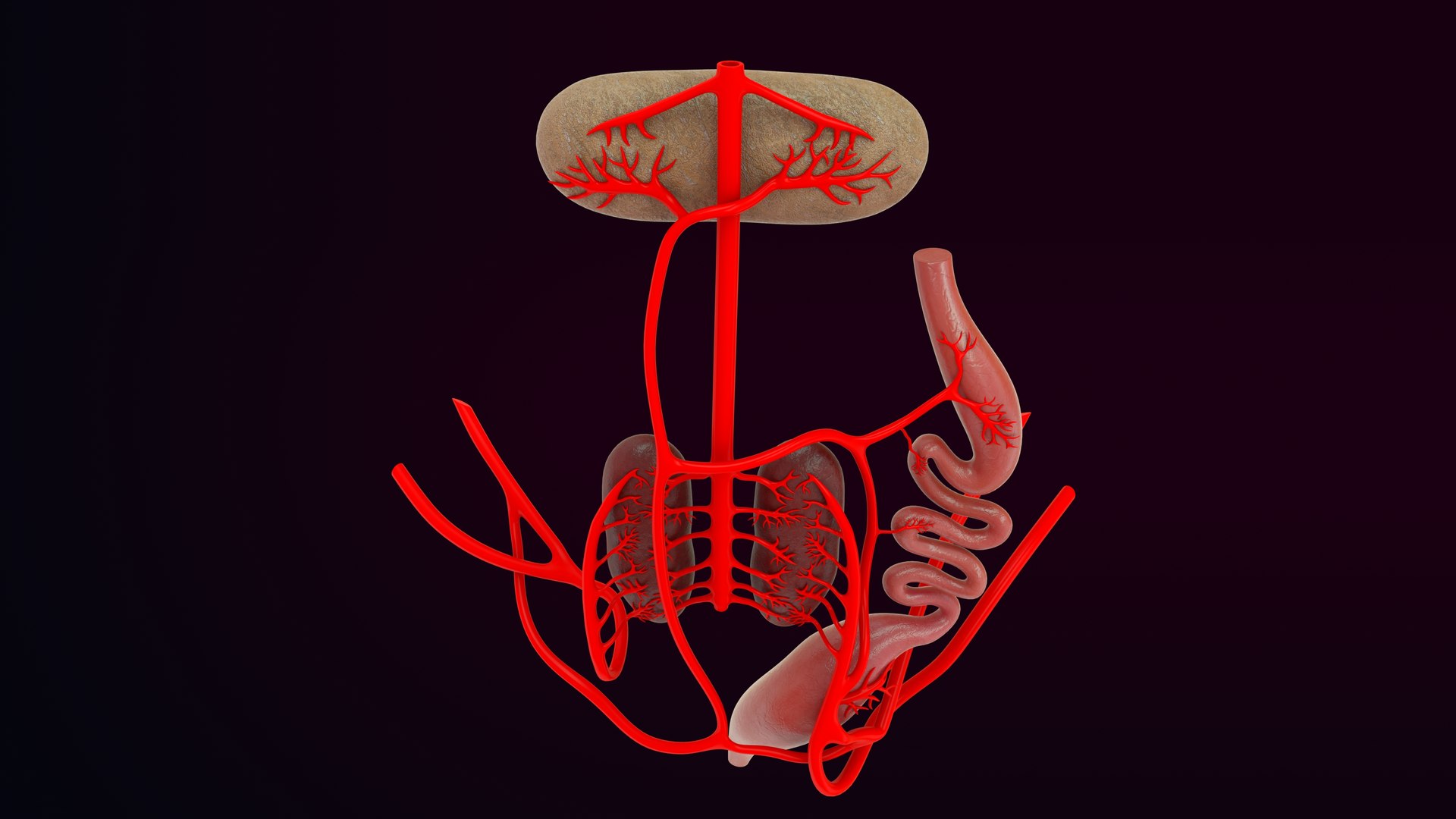3D Renal Portal System In Frog - TurboSquid 2186723