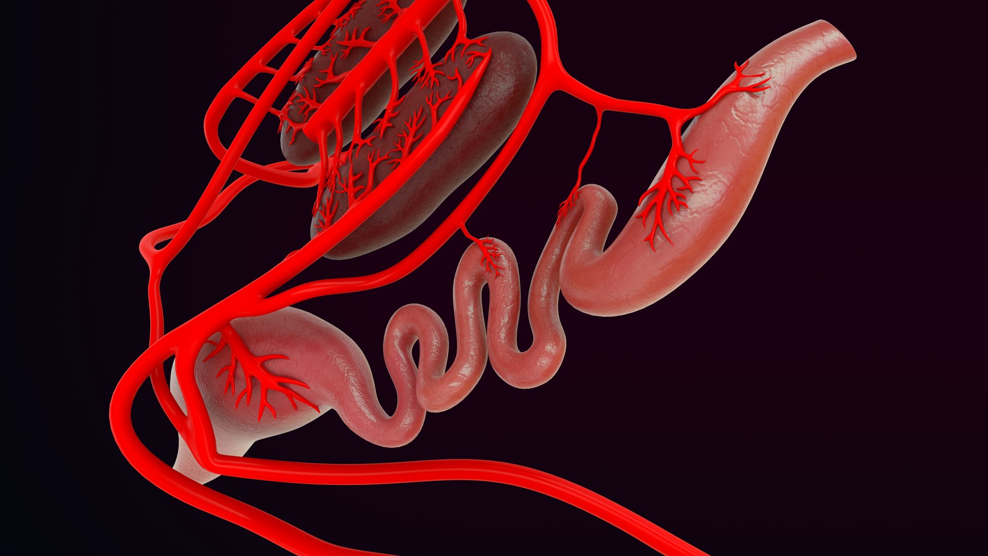 3D Renal Portal System In Frog - TurboSquid 2186723