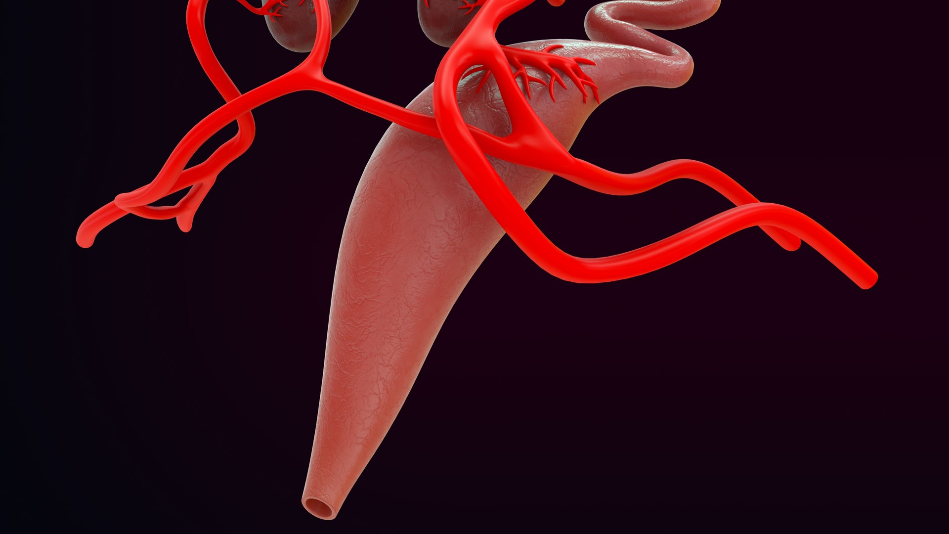 3D Renal Portal System In Frog - TurboSquid 2186723