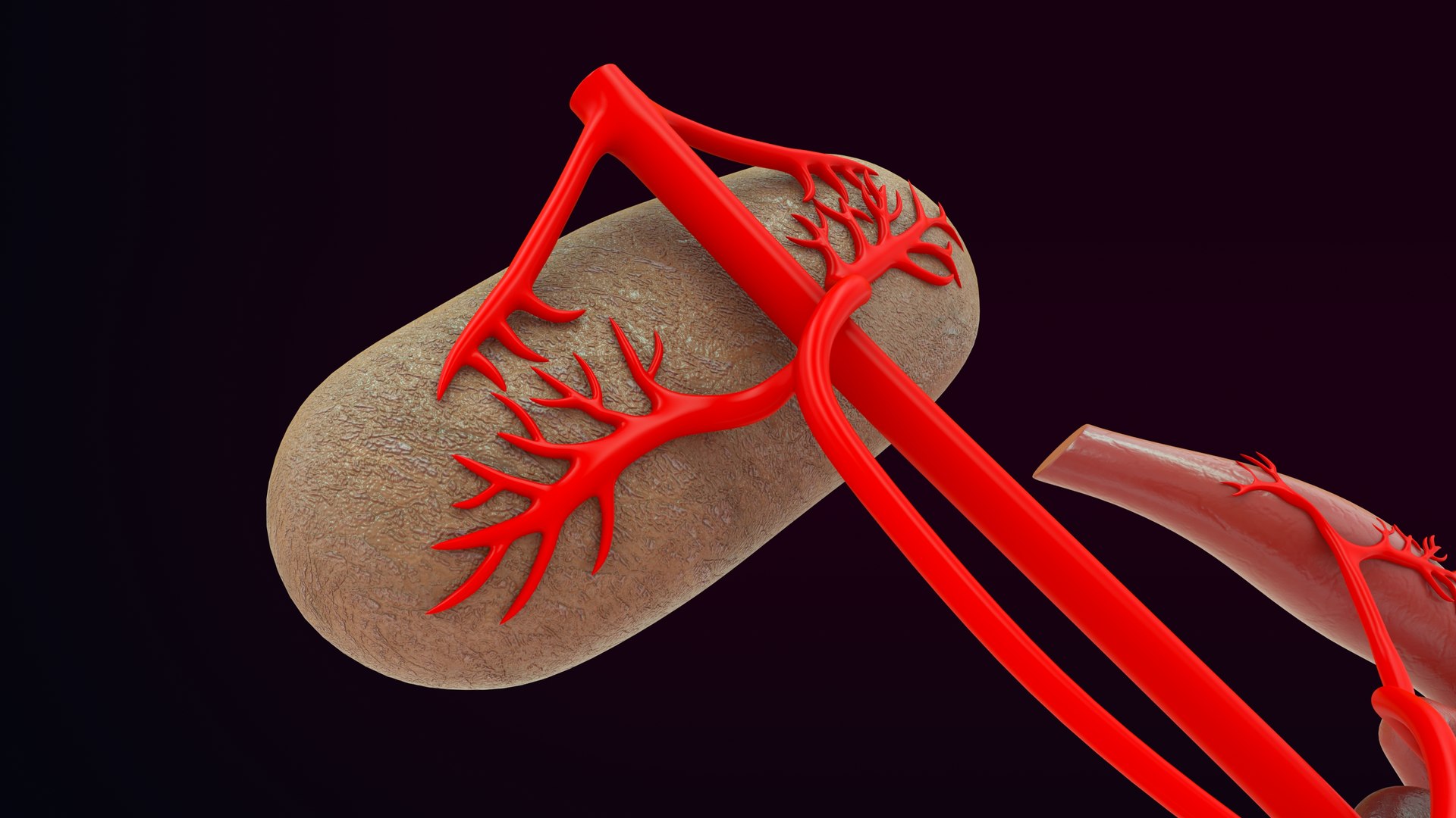 3D Renal Portal System In Frog - TurboSquid 2186723