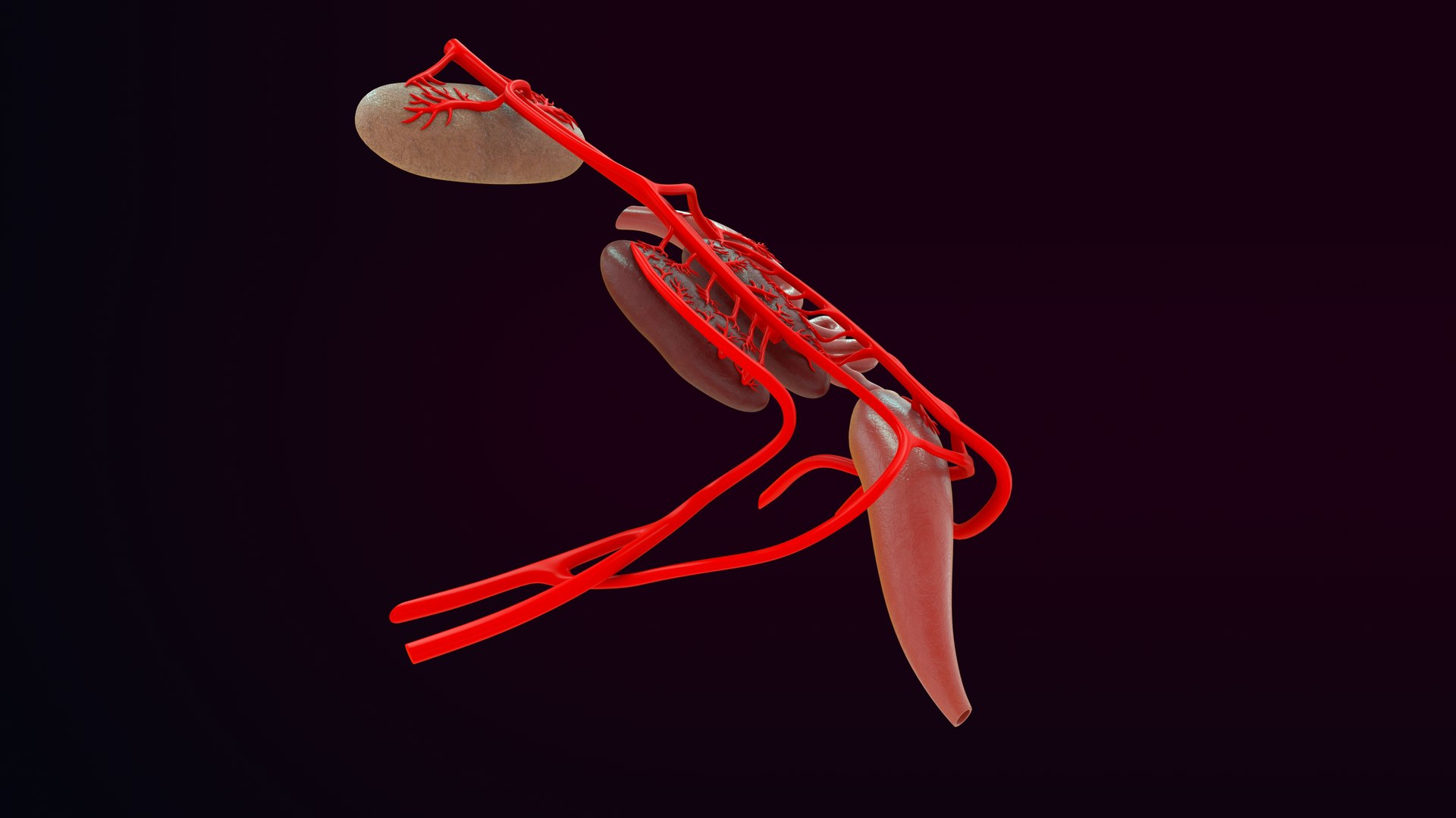 3D Renal Portal System In Frog - TurboSquid 2186723