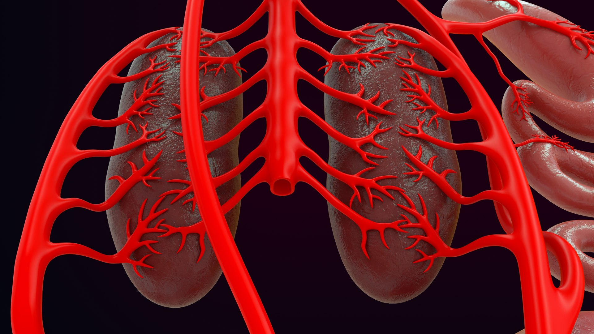 3D Renal Portal System In Frog - TurboSquid 2186723