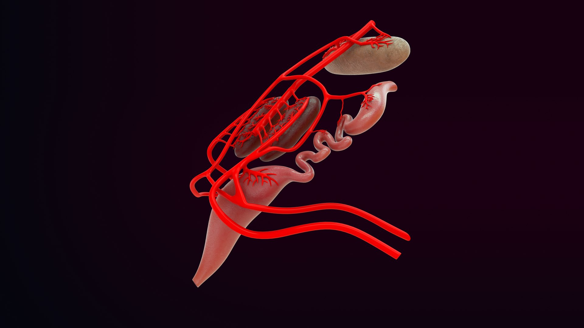 3D Renal Portal System In Frog - TurboSquid 2186723