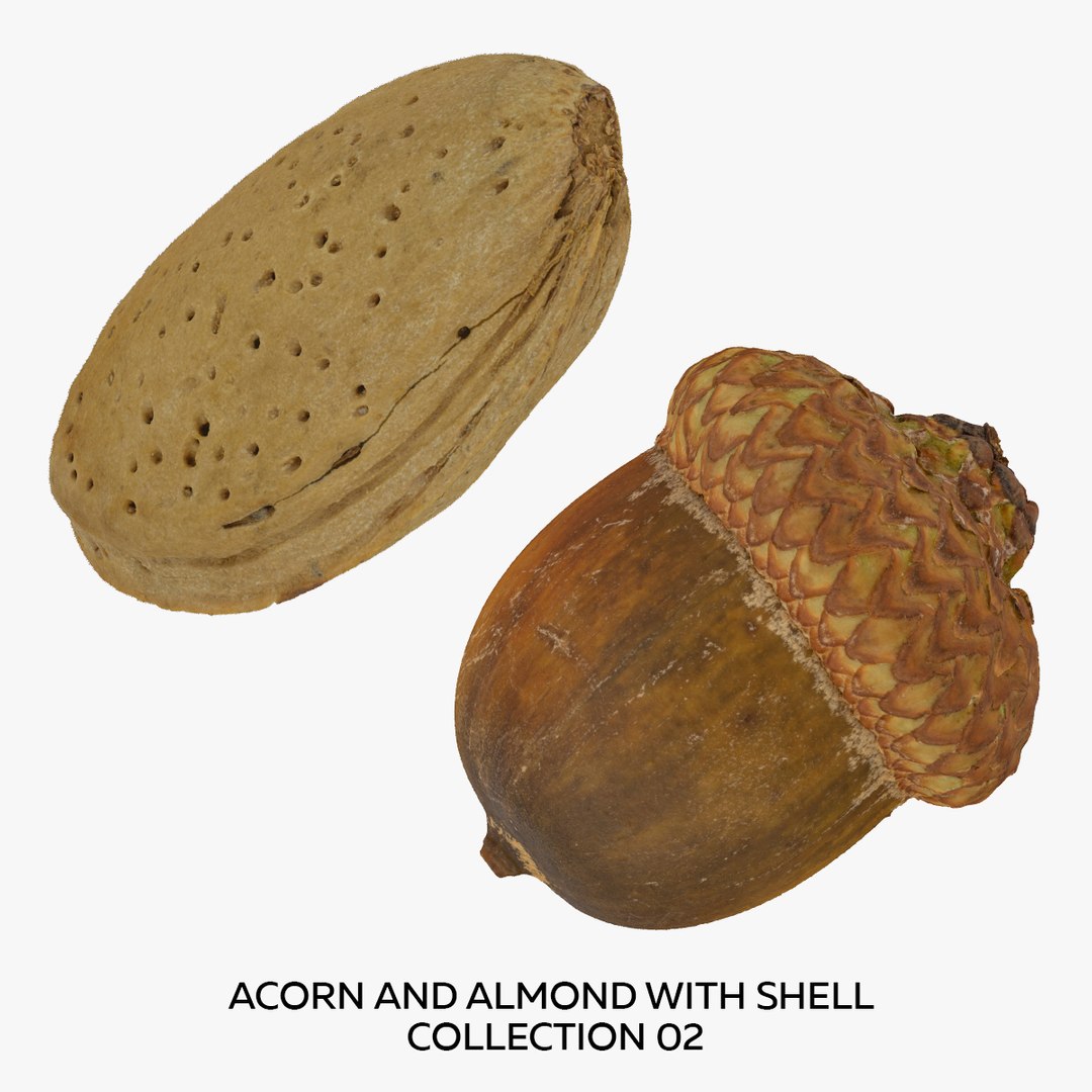 Acorn And Almond With Shell Collection 02 - 2 Models RAW Scans 3D Model ...