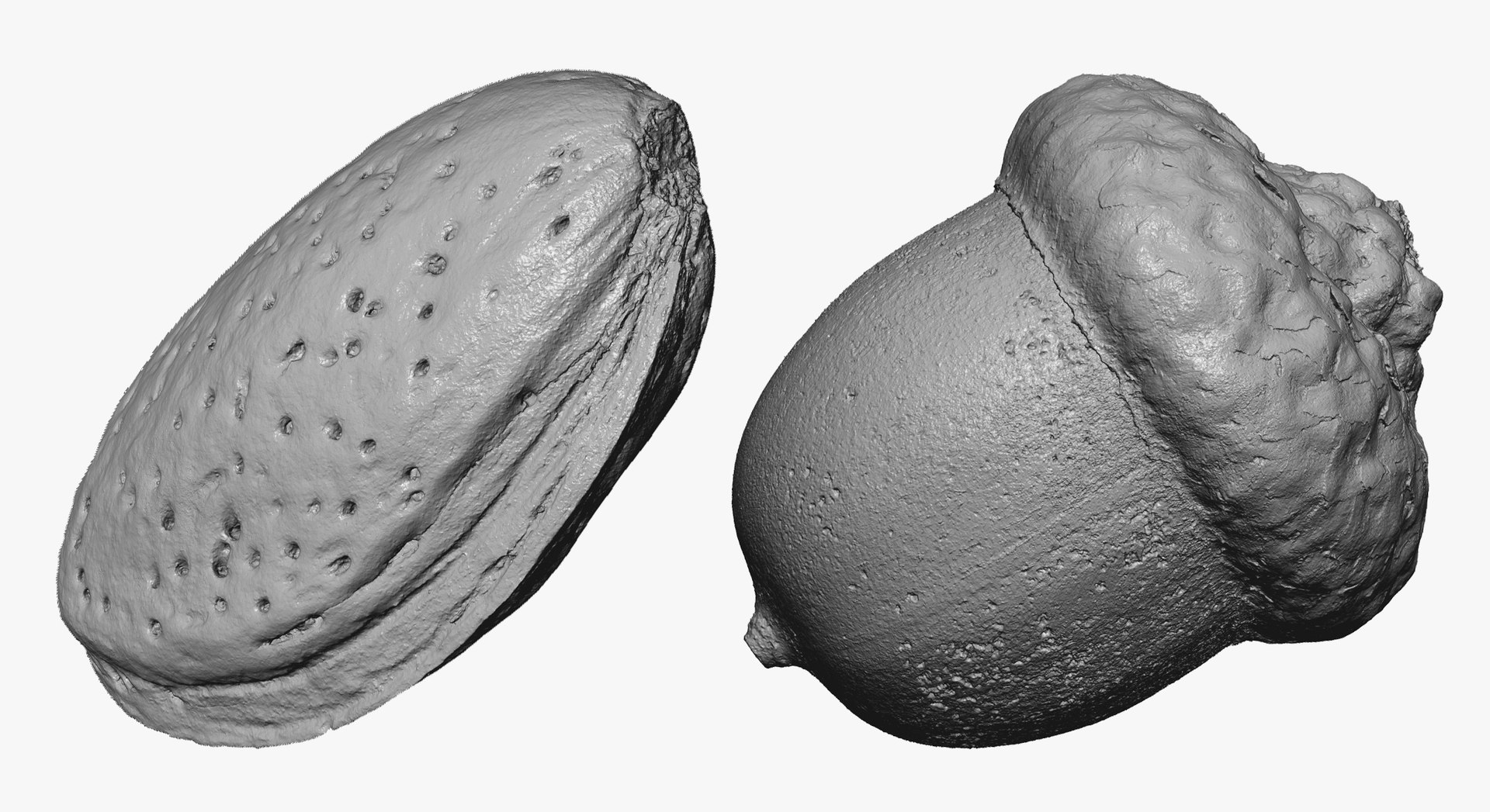 Acorn And Almond With Shell Collection 02 - 2 Models RAW Scans 3D Model ...