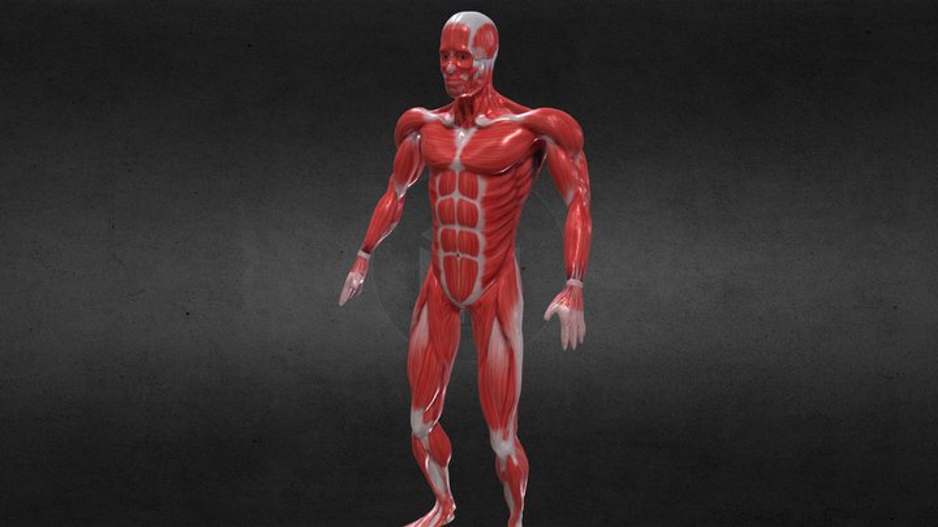 Human Anatomy 3D Rigged Models Complete Pose Animation Set 11 Models 3D ...