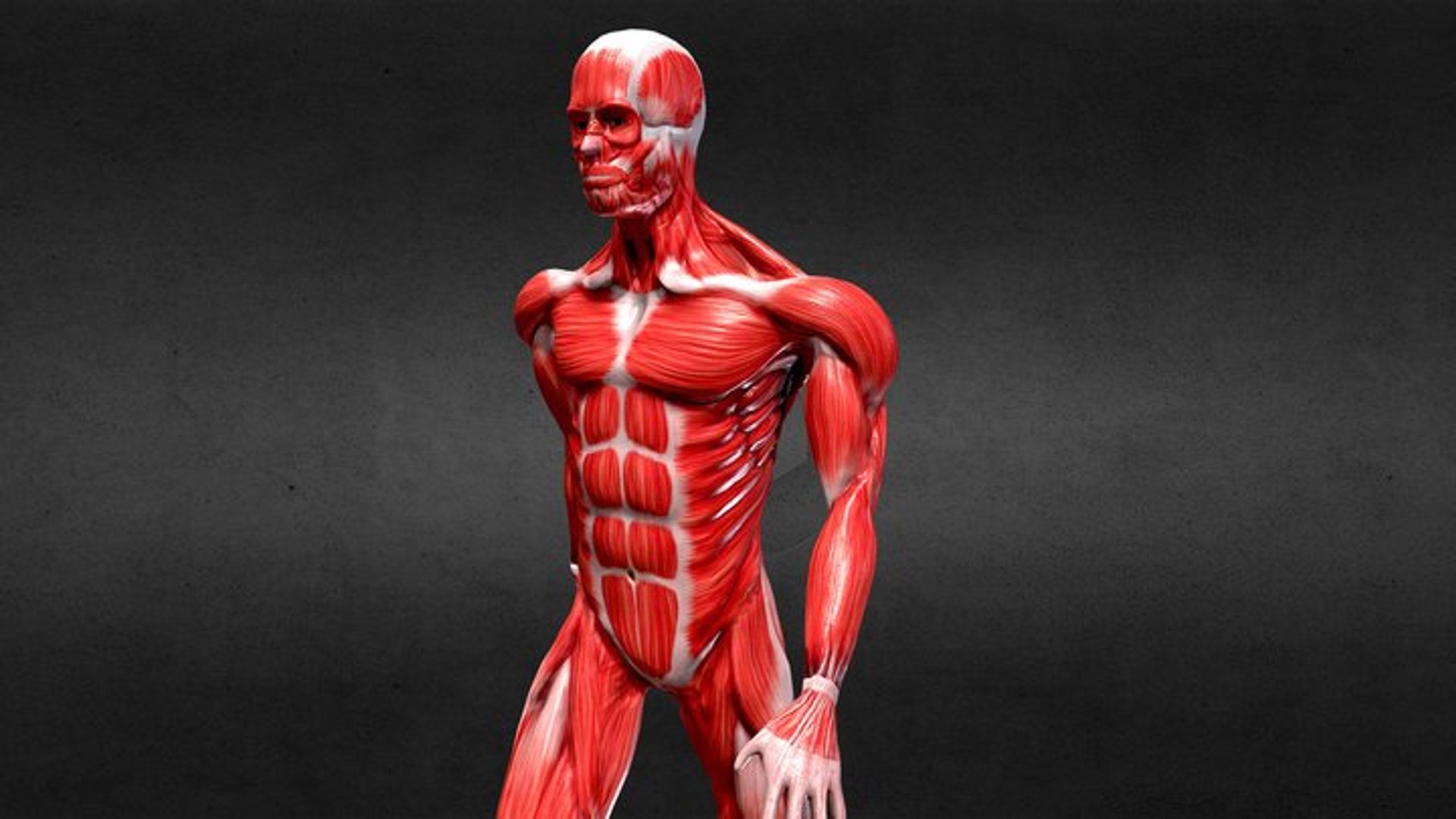 Human Anatomy 3D Rigged Models Complete Pose Animation Set 11 Models 3D ...