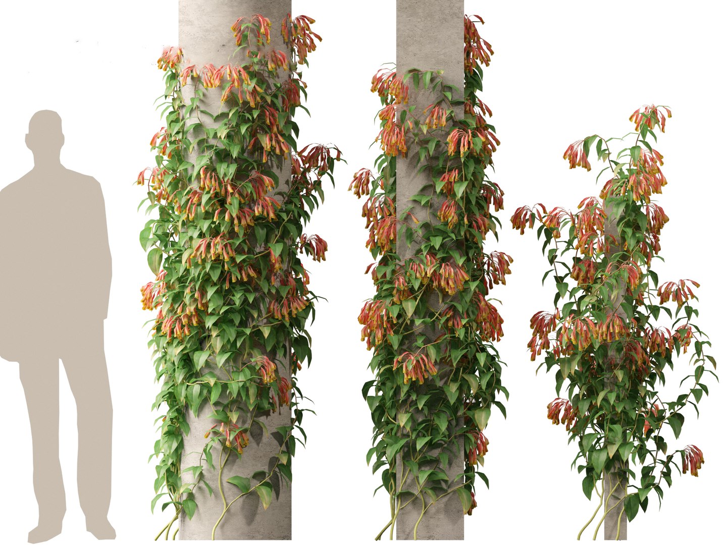 3D Bomarea multiflora - Trailing lily model - TurboSquid 2182540