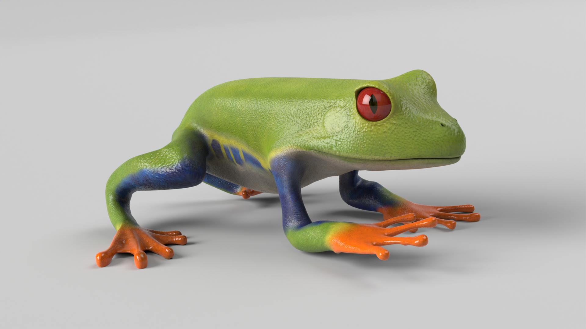 3D Red Eyed Tree Frog Animated Model - TurboSquid 2074314