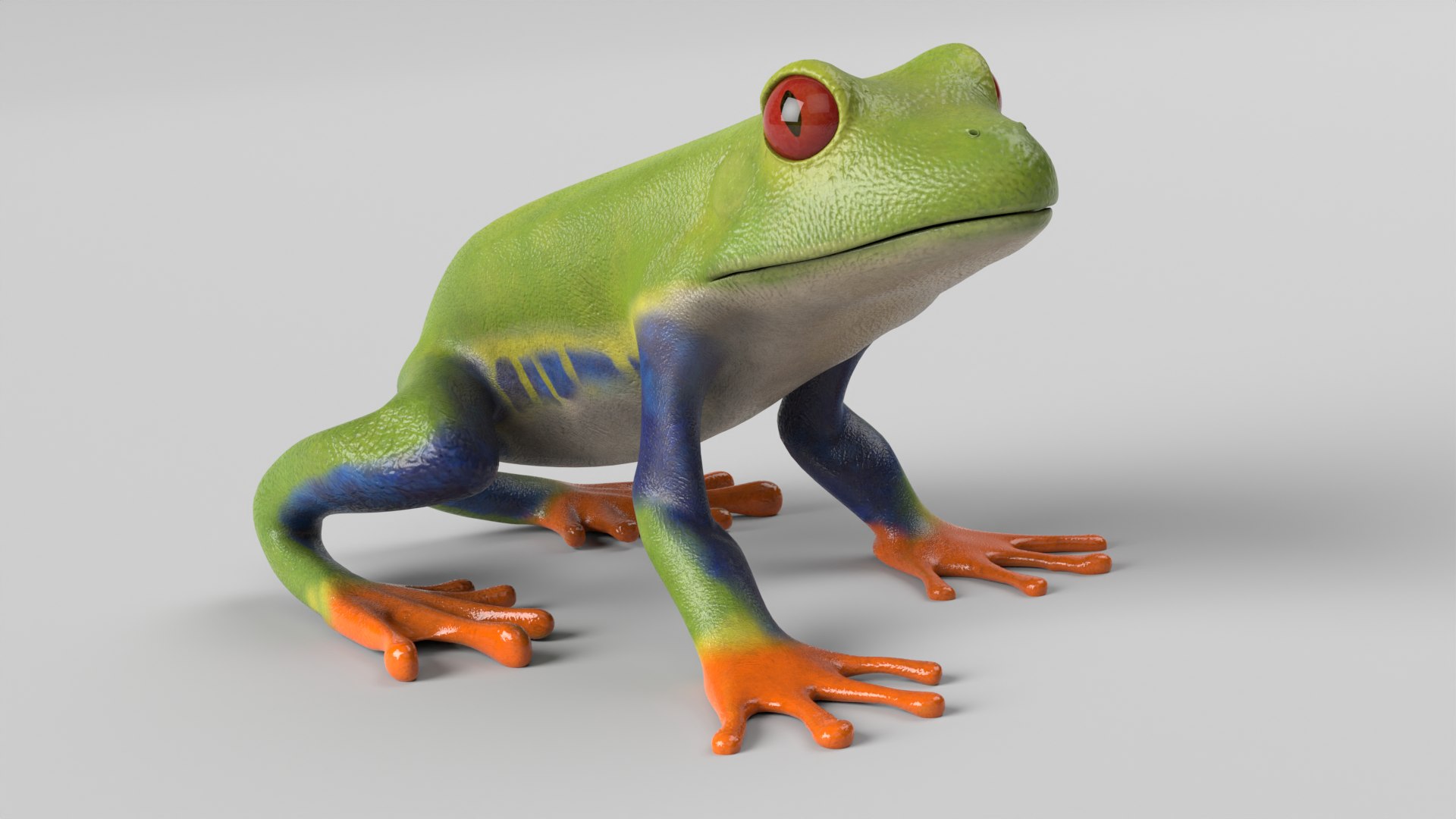 3D Red Eyed Tree Frog Animated Model - TurboSquid 2074314