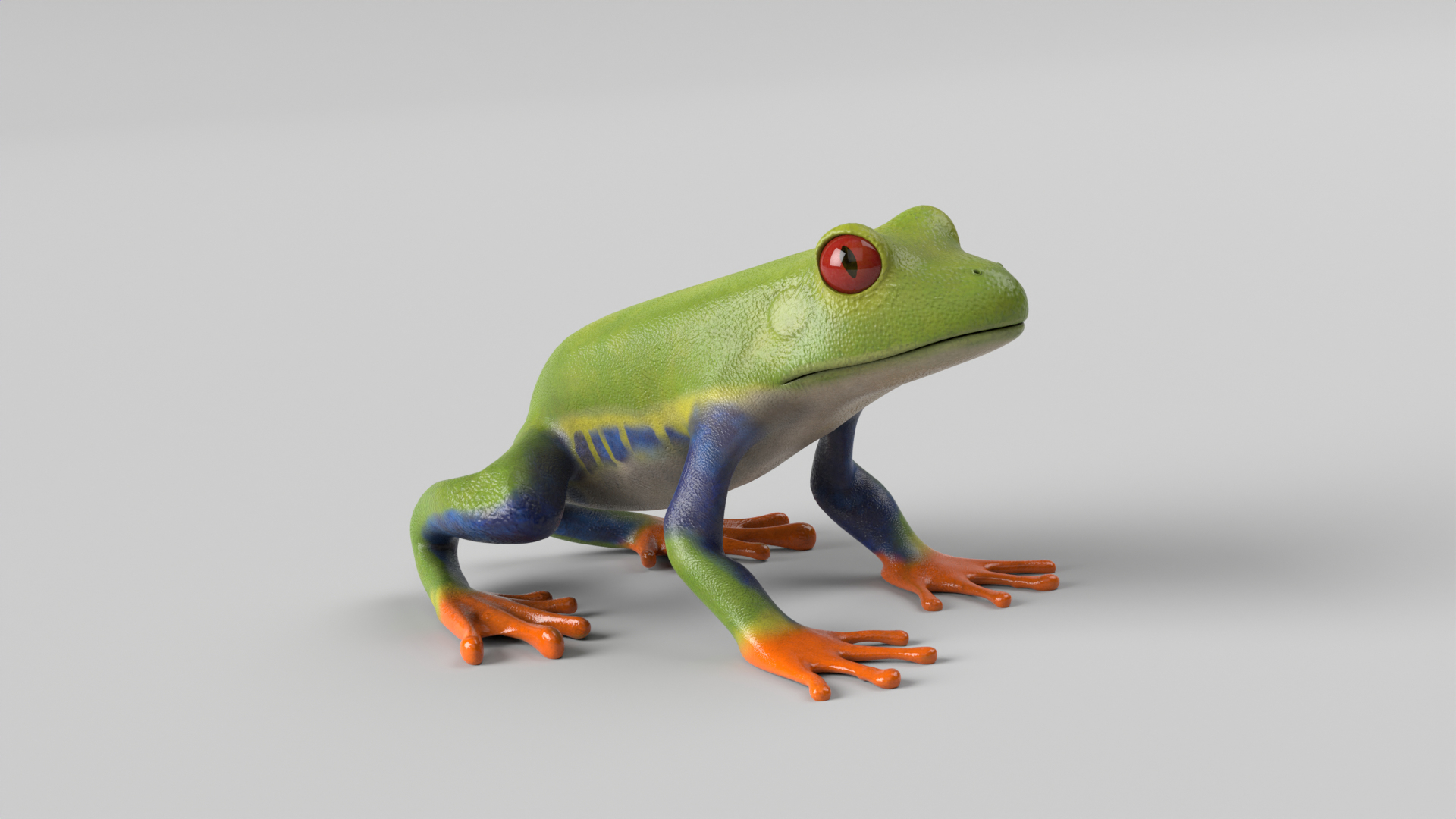 3D Red Eyed Tree Frog Animated Model - TurboSquid 2074314